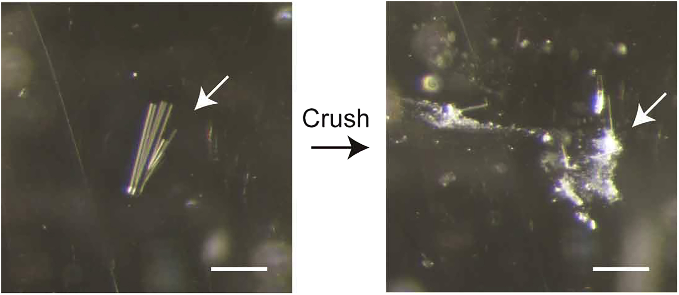 Cell Press: STAR Protocols