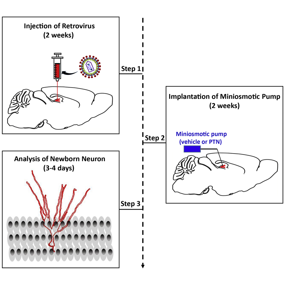 Cell Press: STAR Protocols