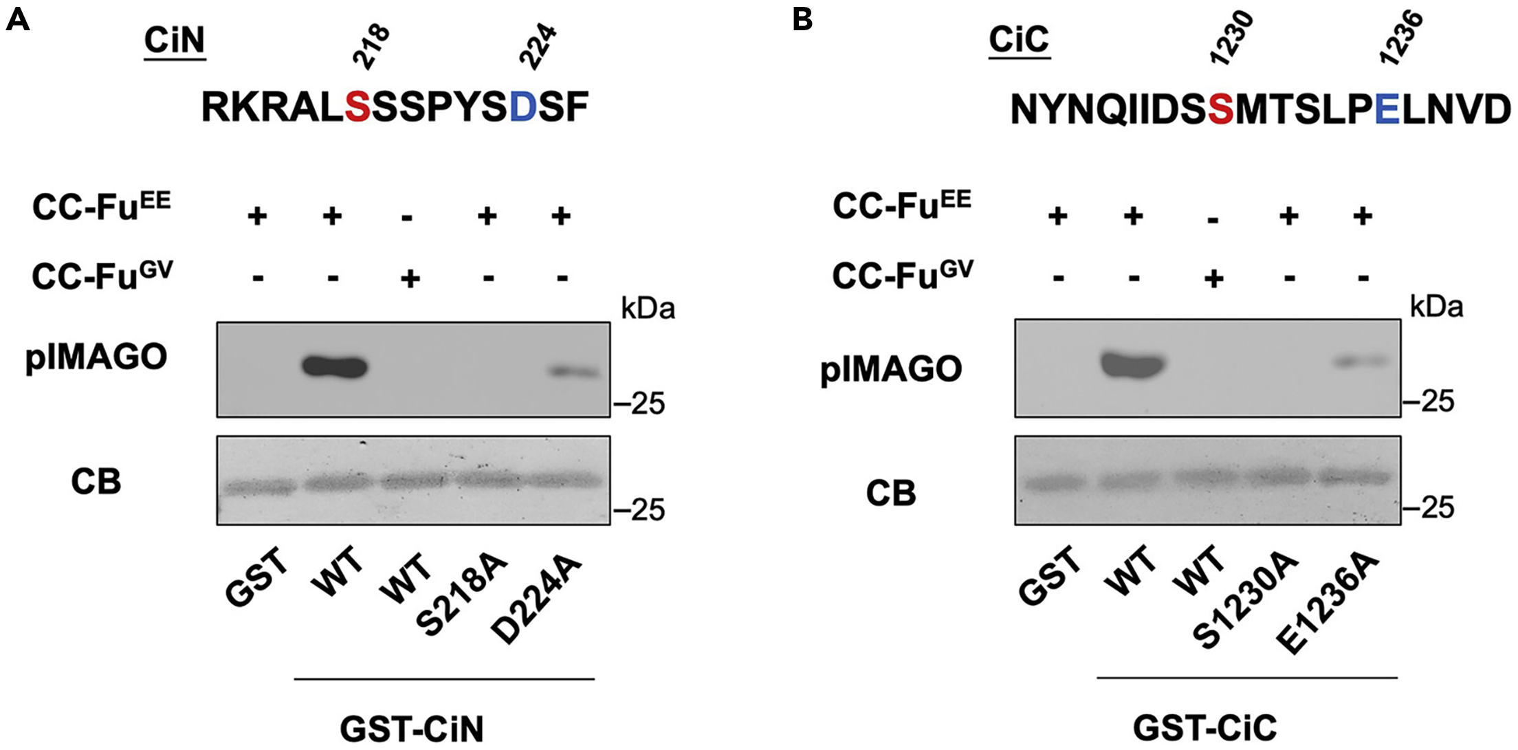 Cell Press: STAR Protocols