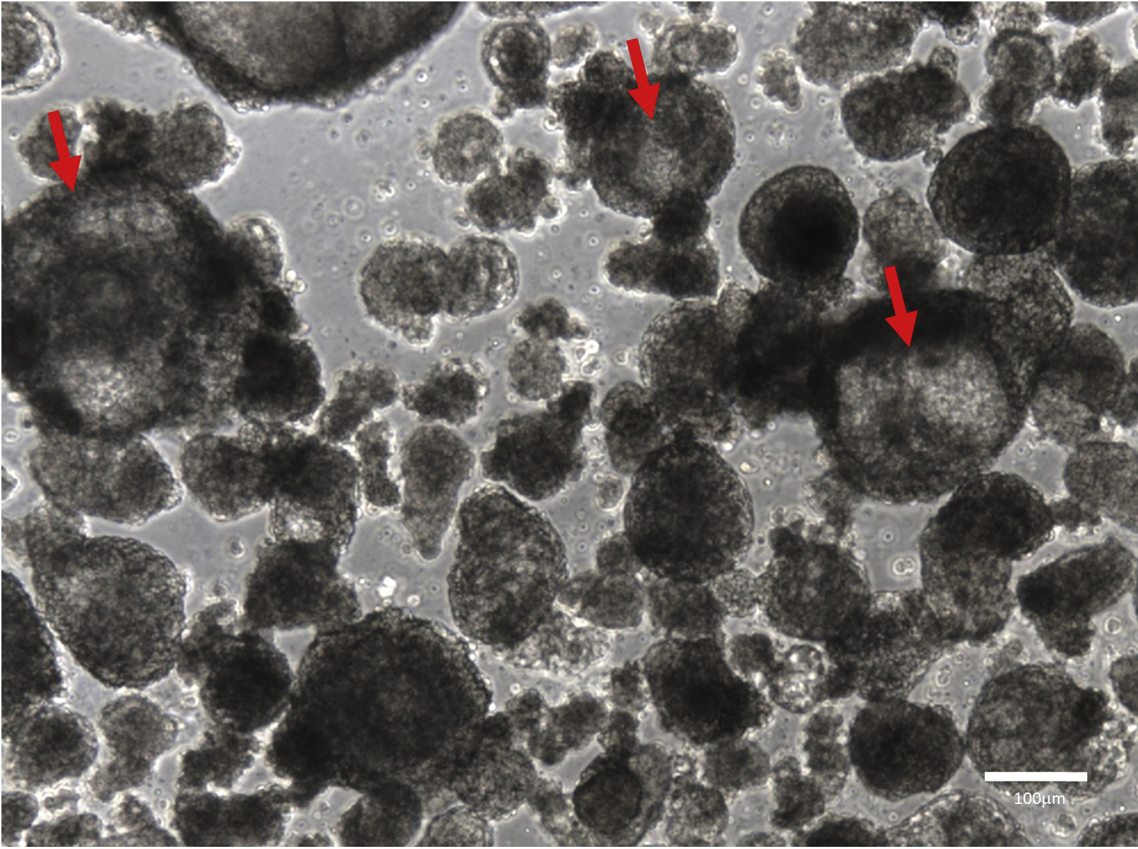 Cell Press: STAR Protocols