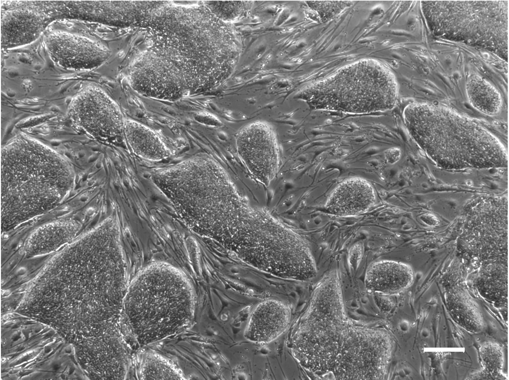 Cell Press: STAR Protocols