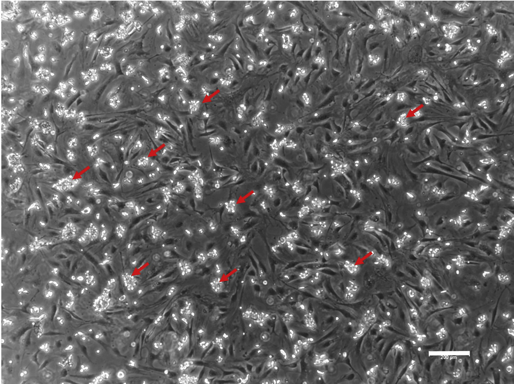 Cell Press: STAR Protocols