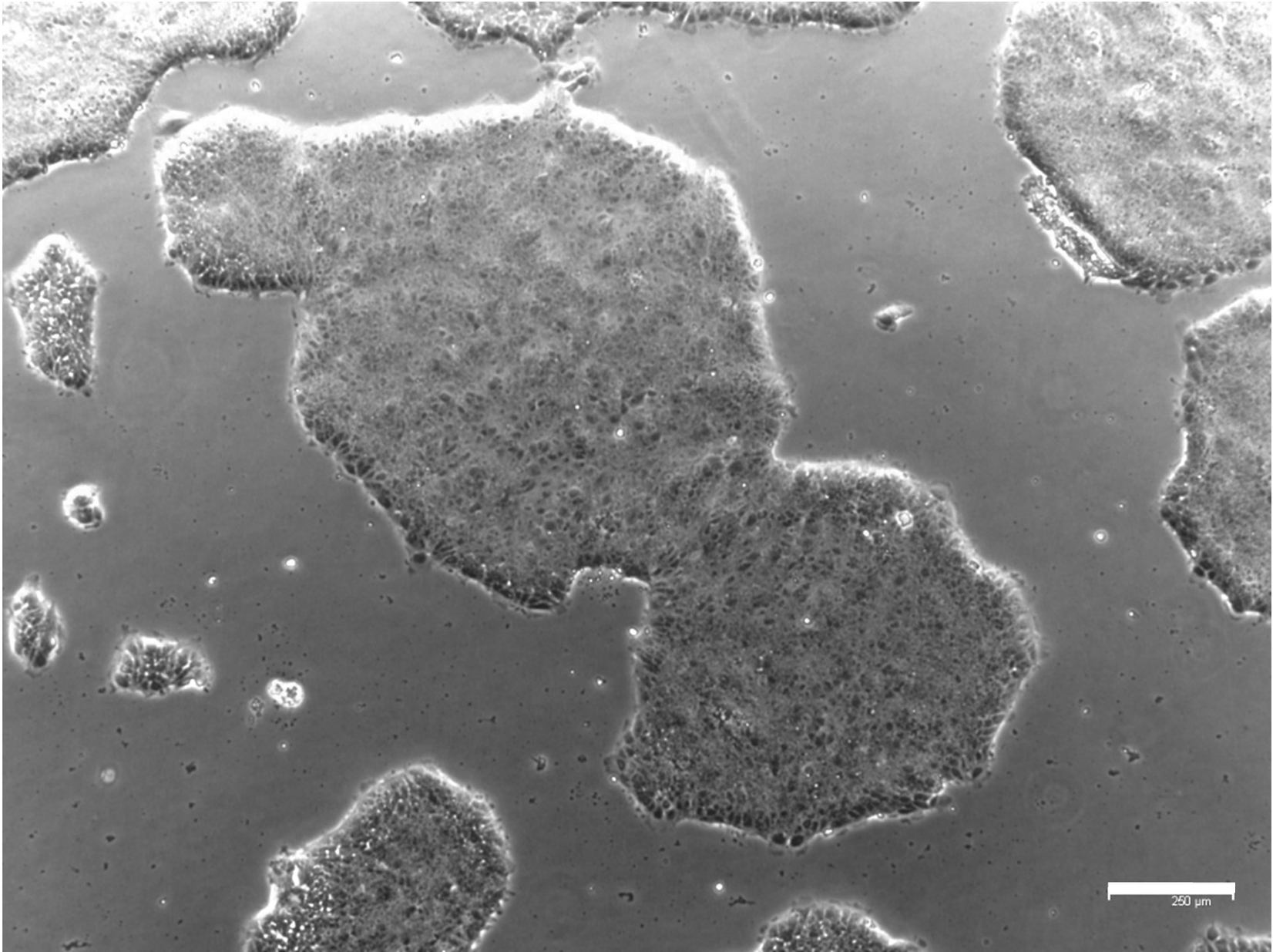 Cell Press: STAR Protocols