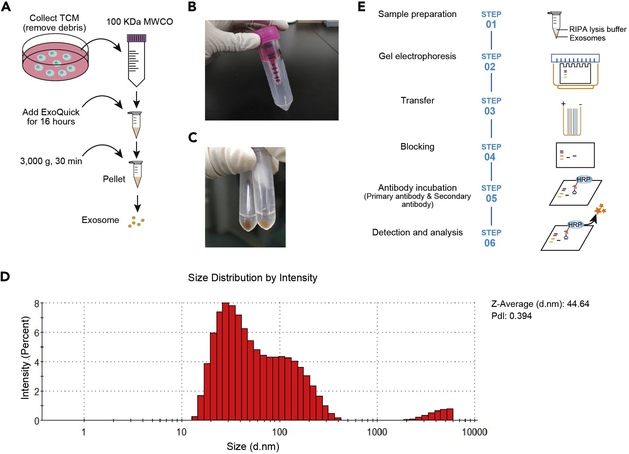 Cell Press: STAR Protocols