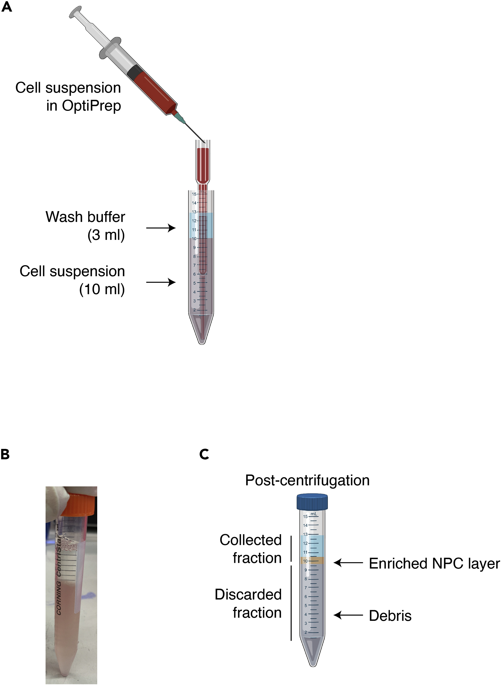 Cell Press: STAR Protocols