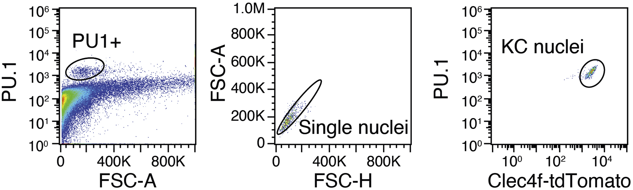 Cell Press: STAR Protocols
