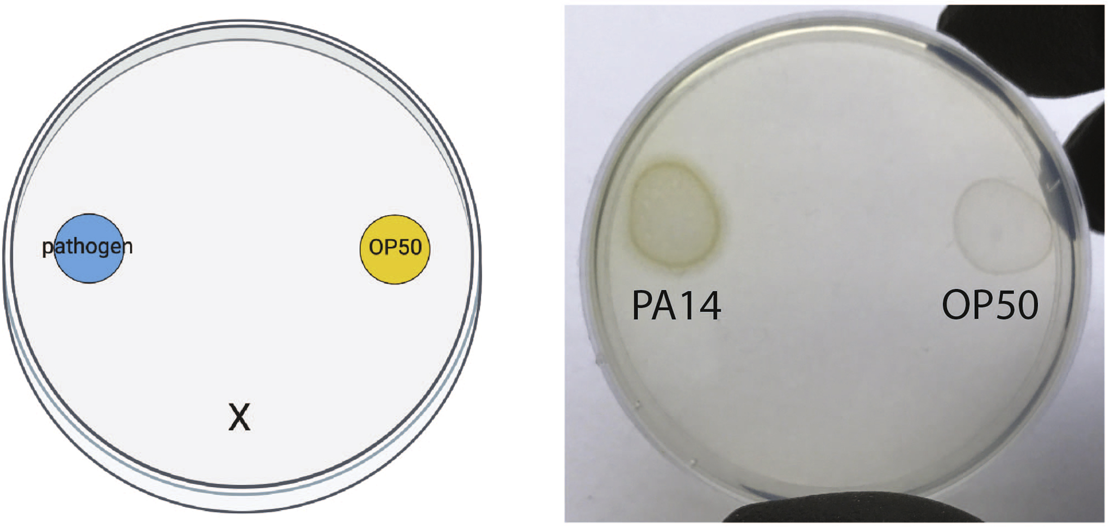 Cell Press: STAR Protocols