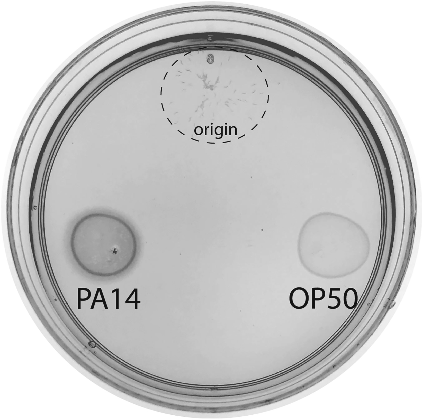 Cell Press: STAR Protocols