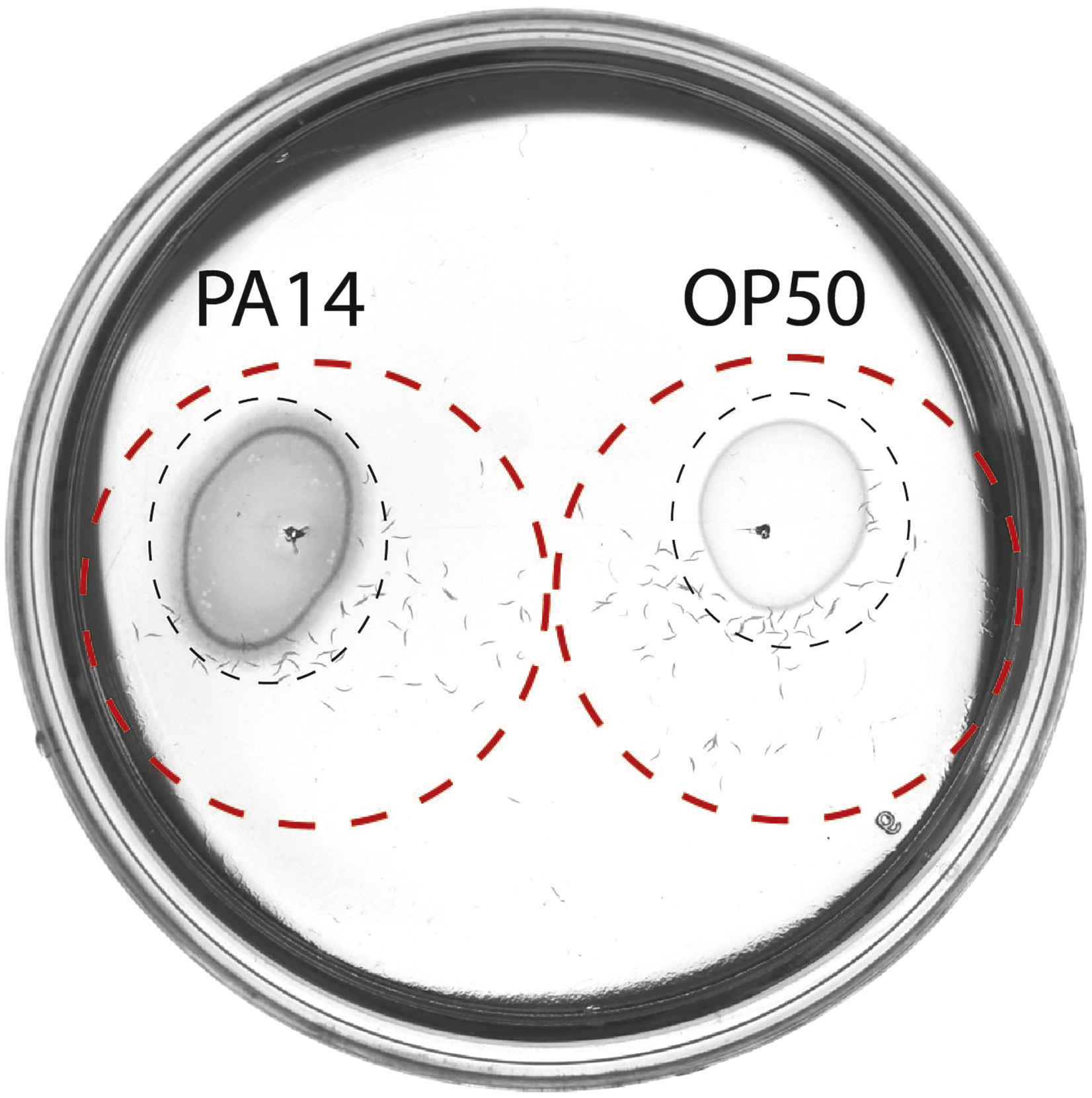 Cell Press: STAR Protocols