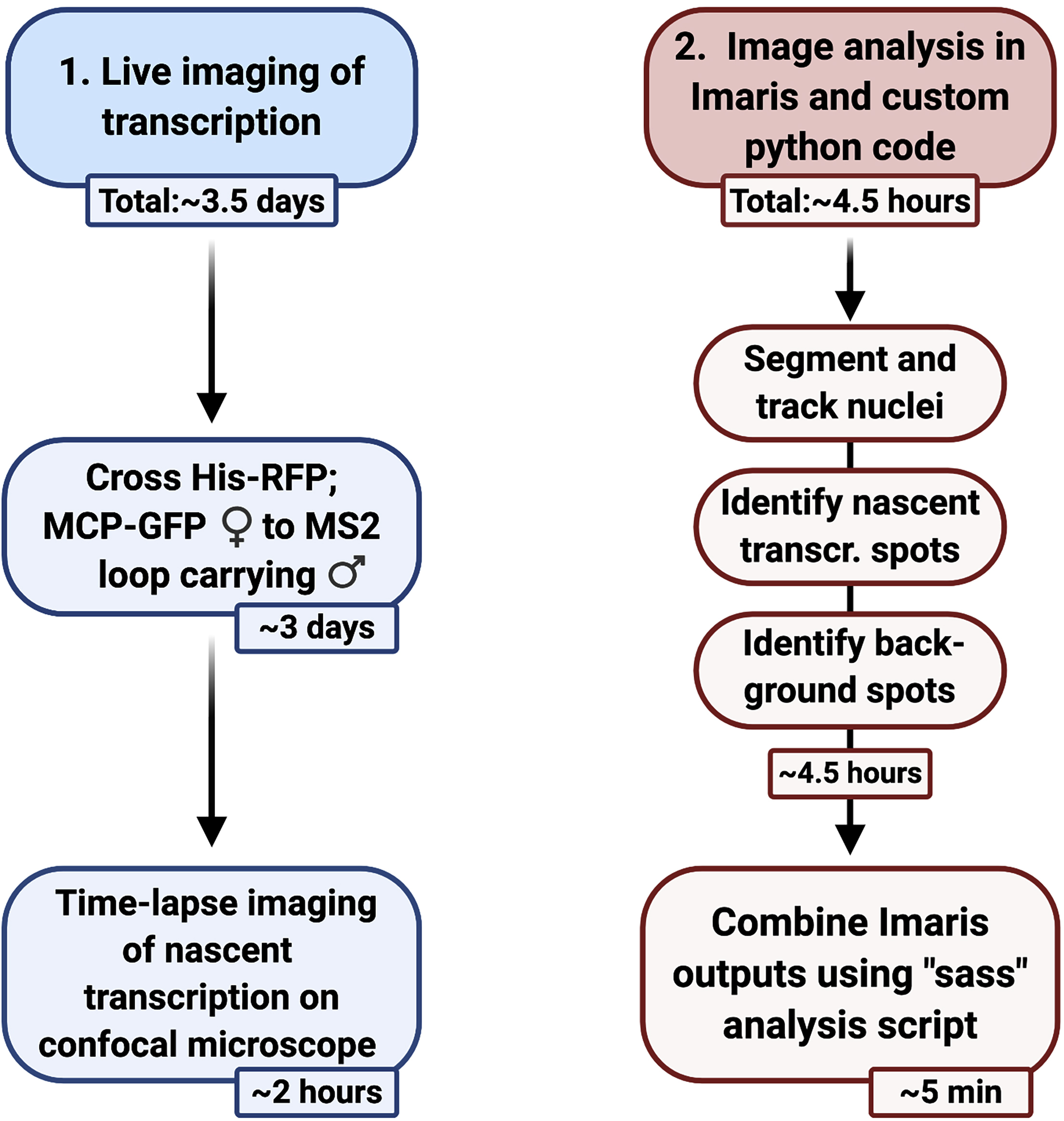 Cell Press: STAR Protocols