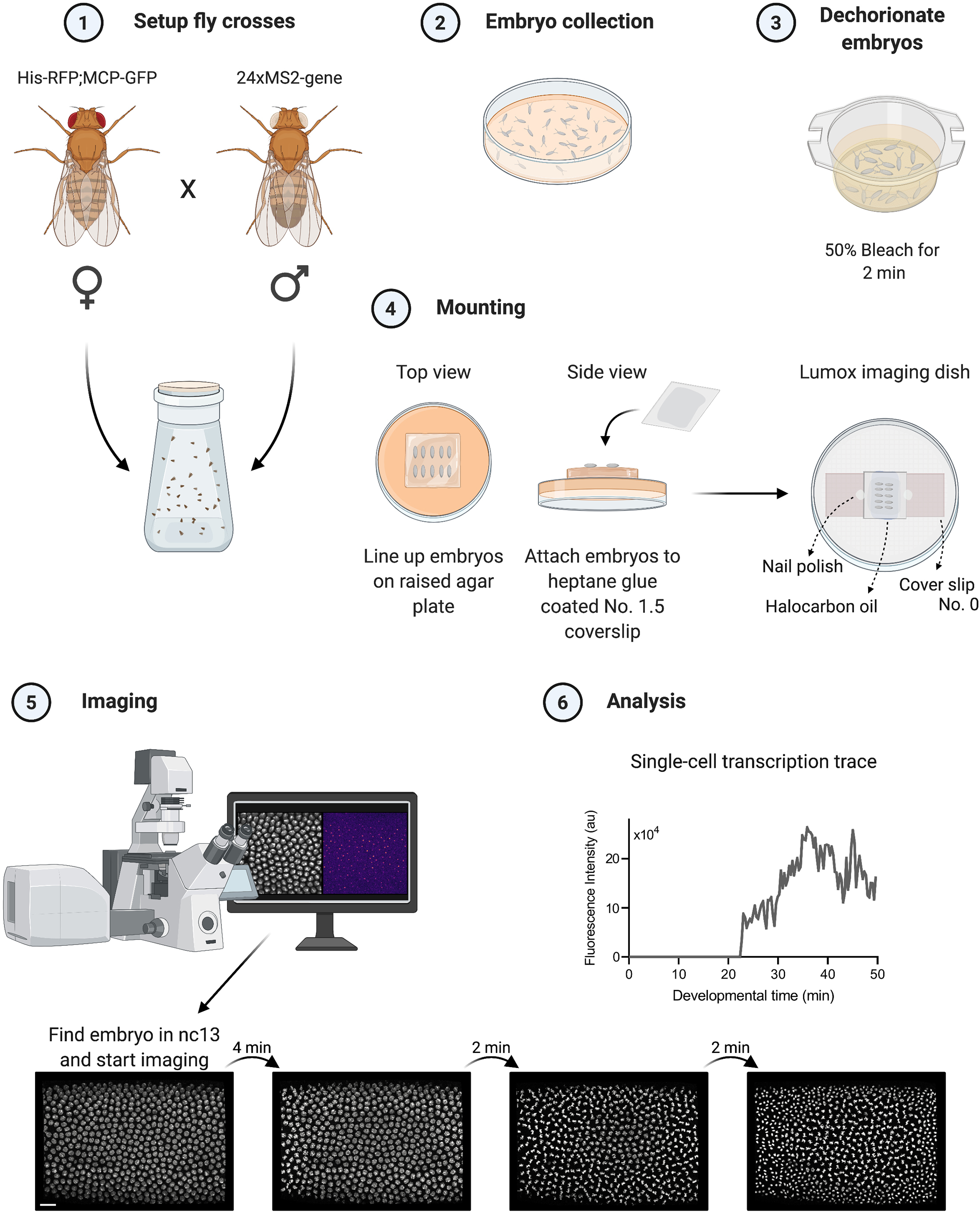 Cell Press: STAR Protocols