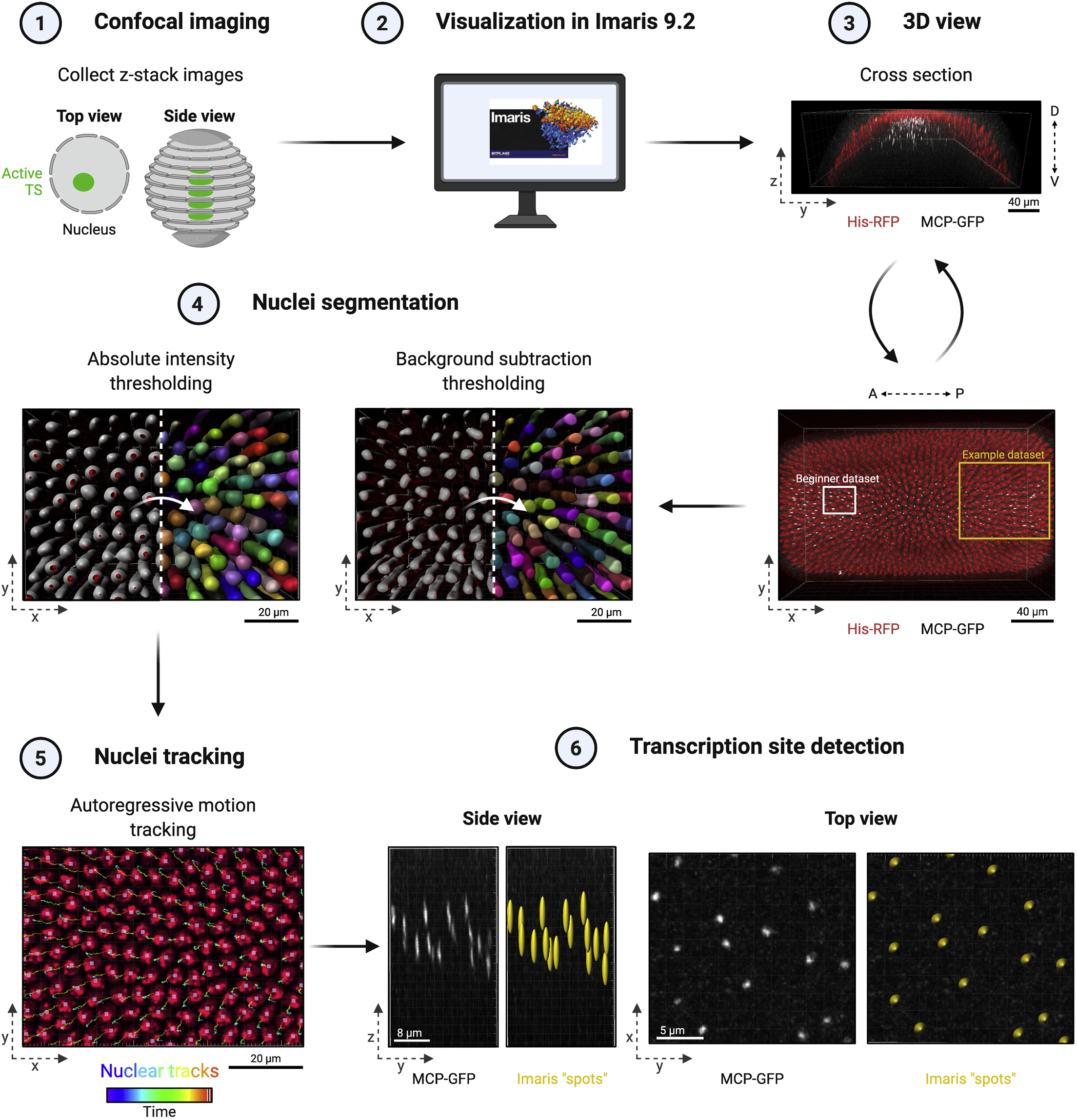 Cell Press: STAR Protocols