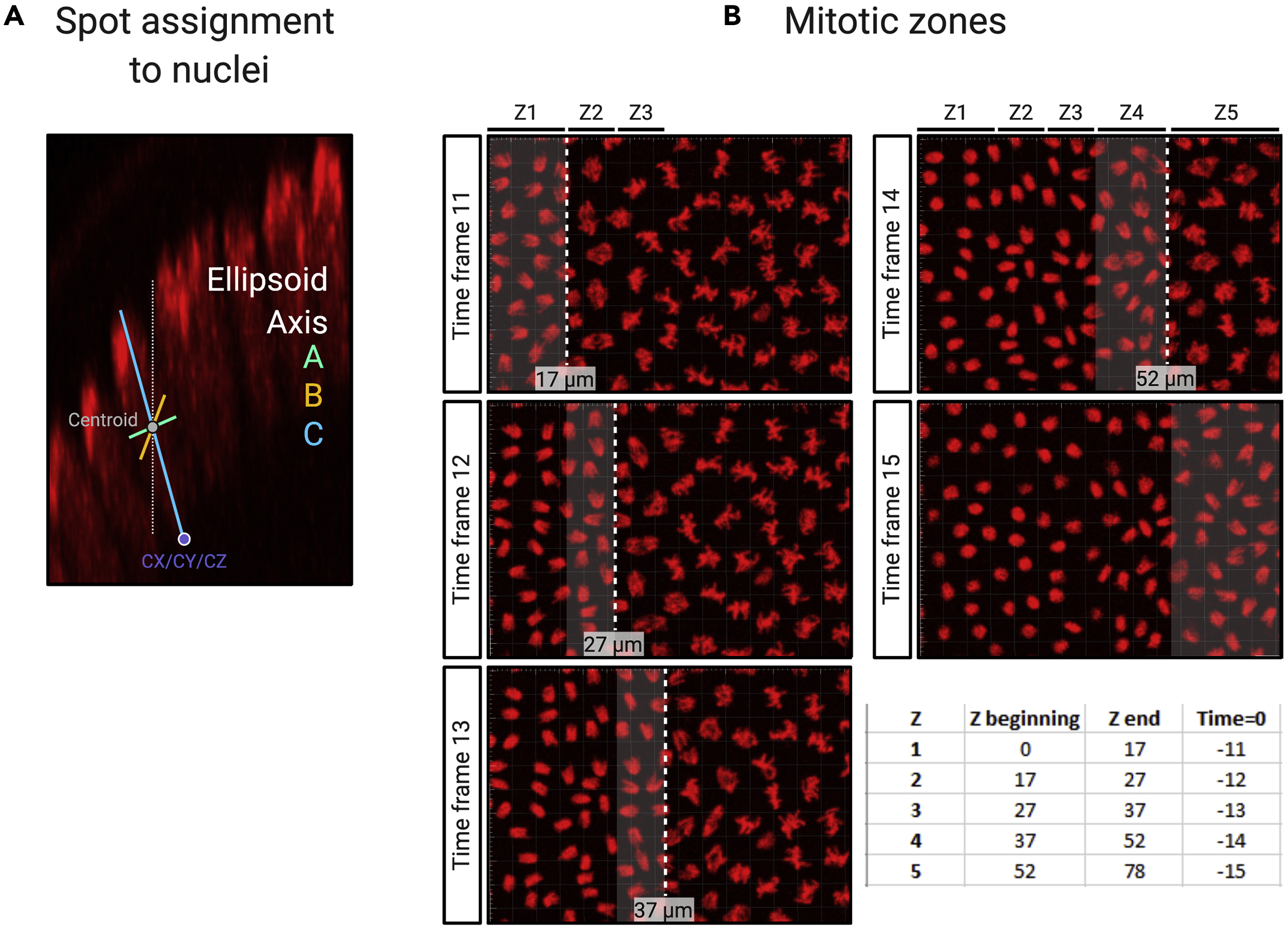 Cell Press: STAR Protocols