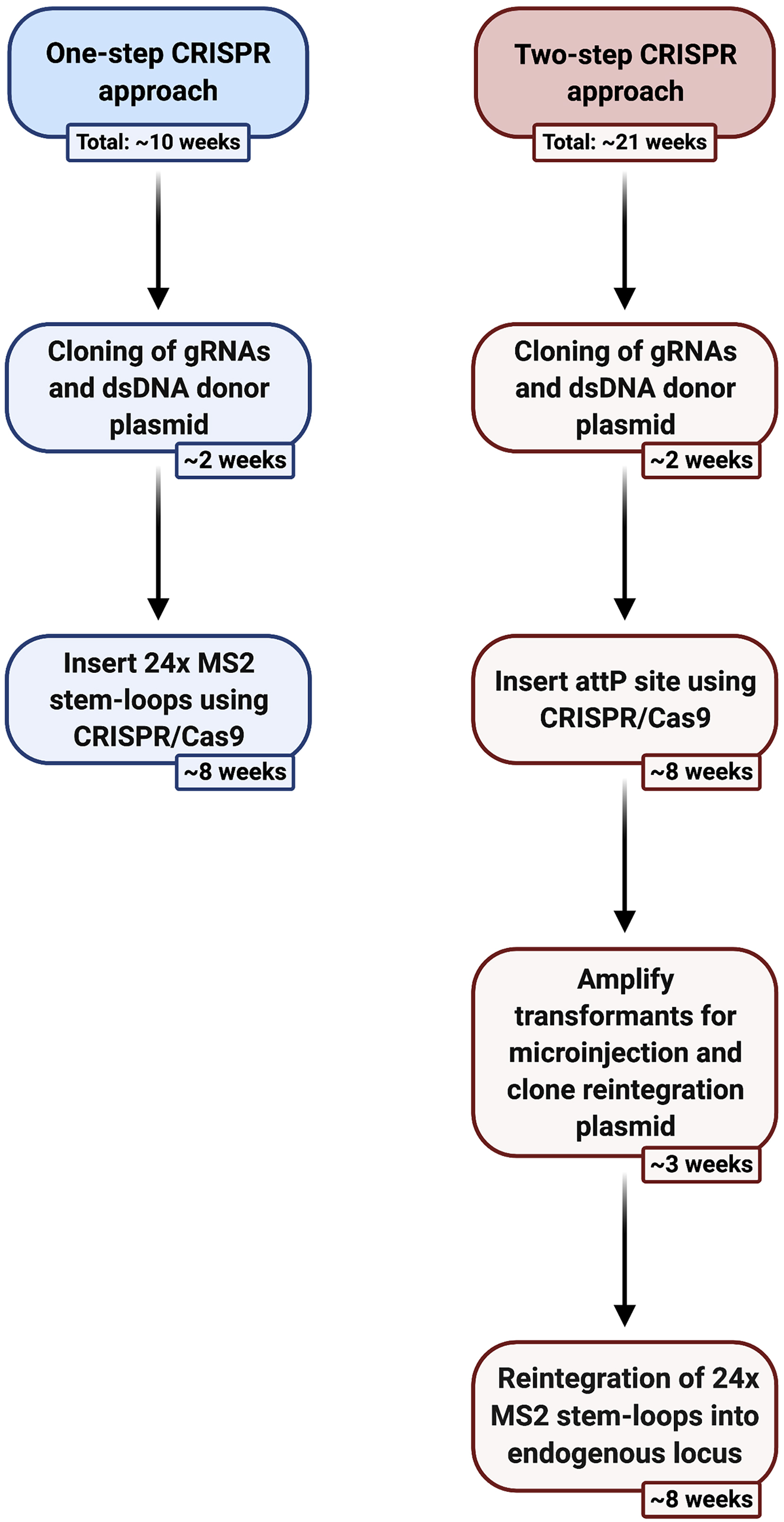 Cell Press: STAR Protocols