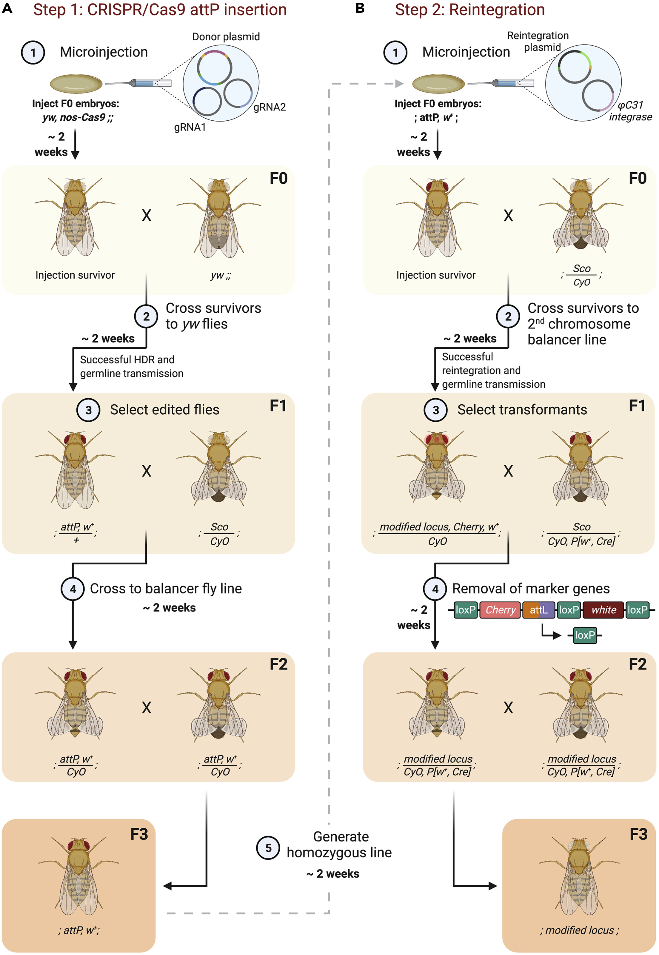 Cell Press: STAR Protocols
