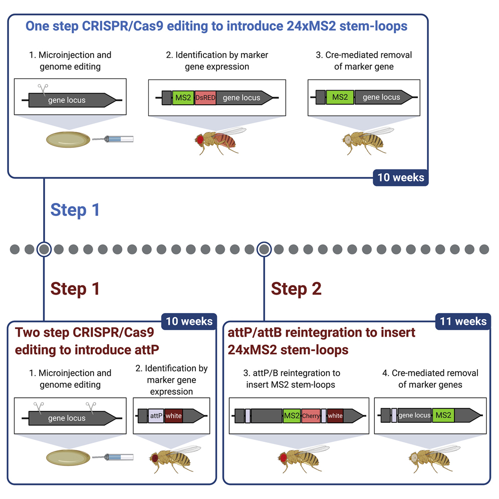 Cell Press: STAR Protocols