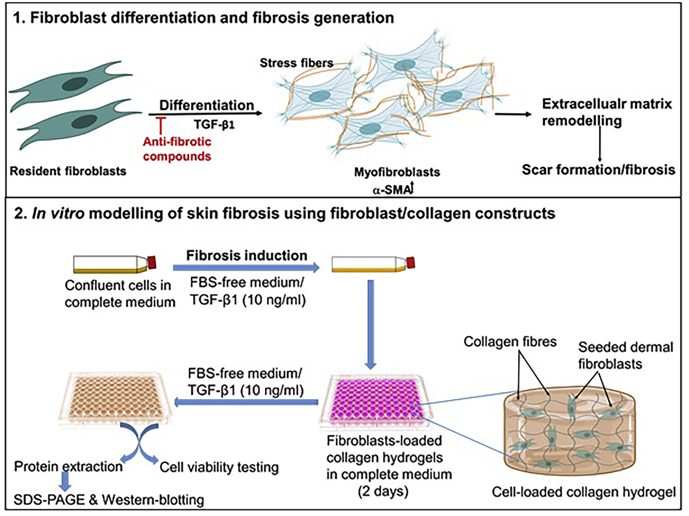 Cell Press: STAR Protocols