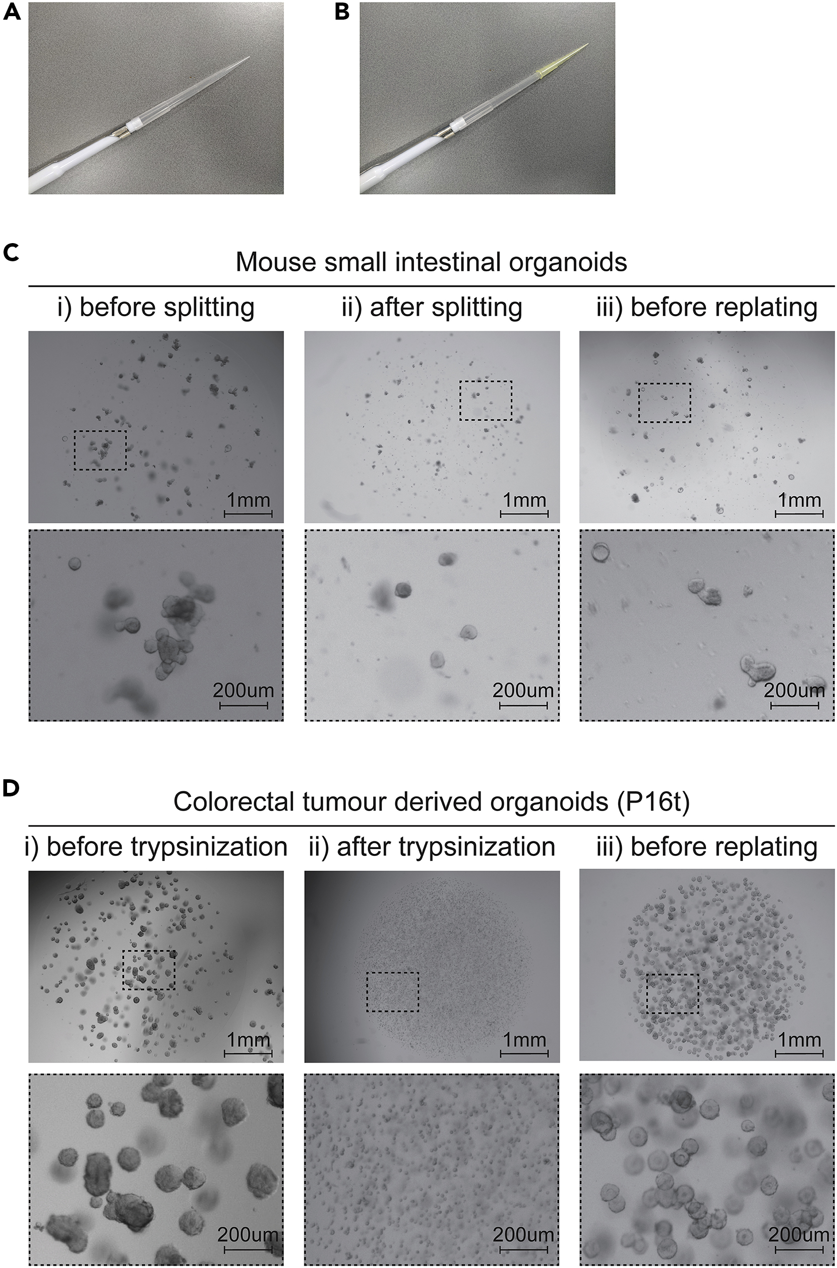 Cell Press: STAR Protocols