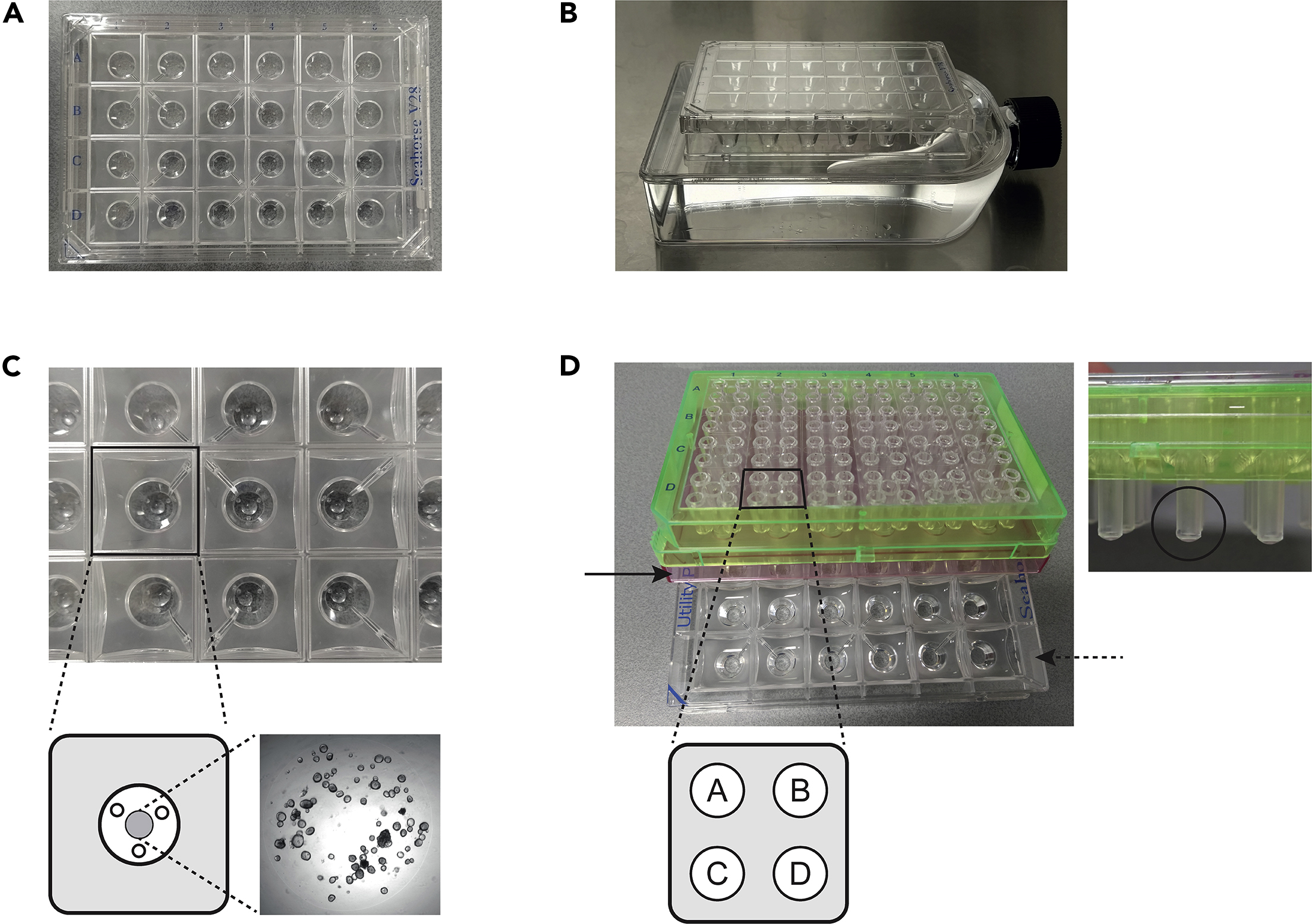 Agilent Seahorse Microplates at Rita Clark blog