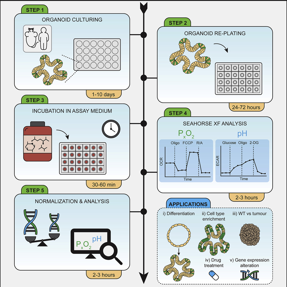 Cell Press: STAR Protocols