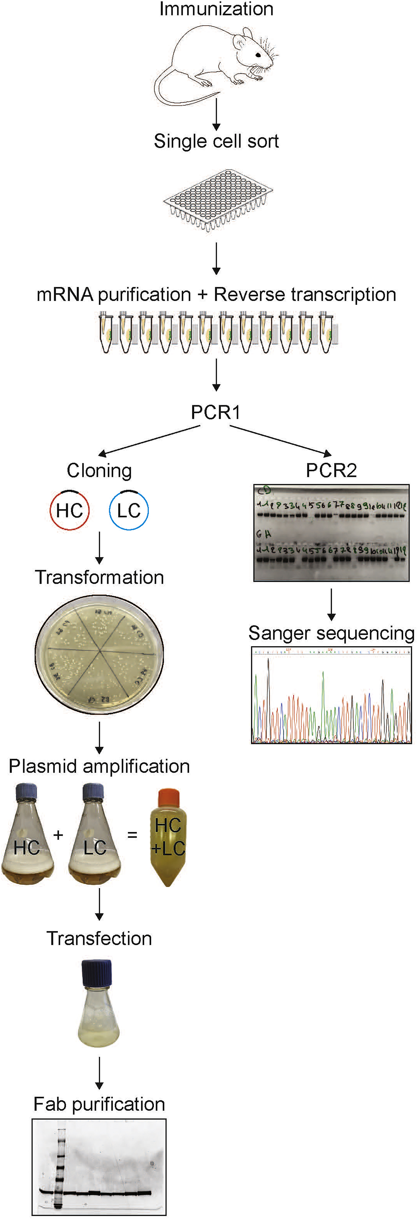 Cell Press: STAR Protocols