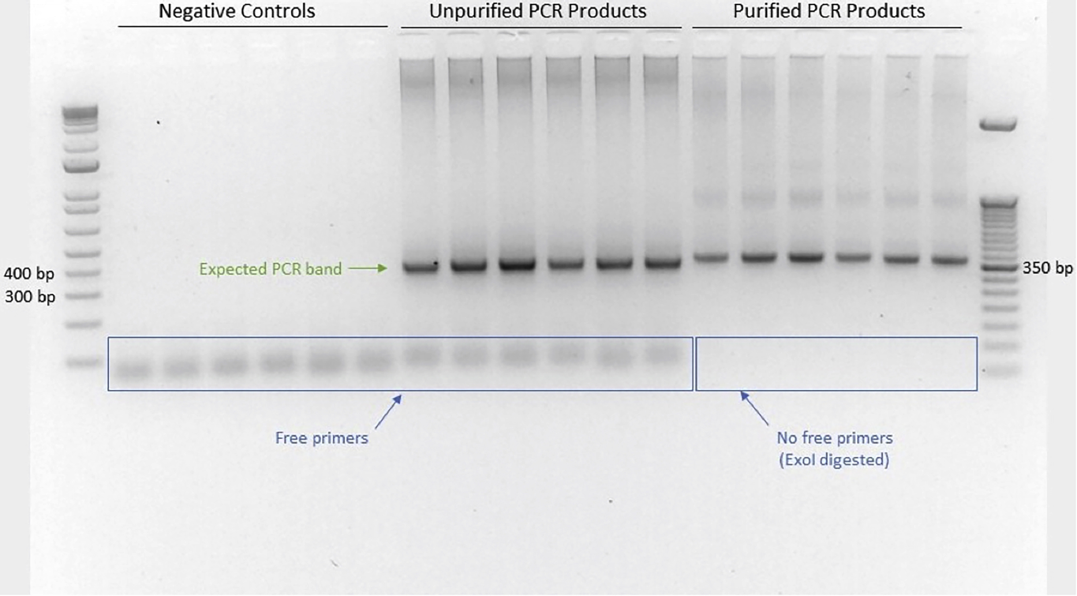 Cell Press: STAR Protocols