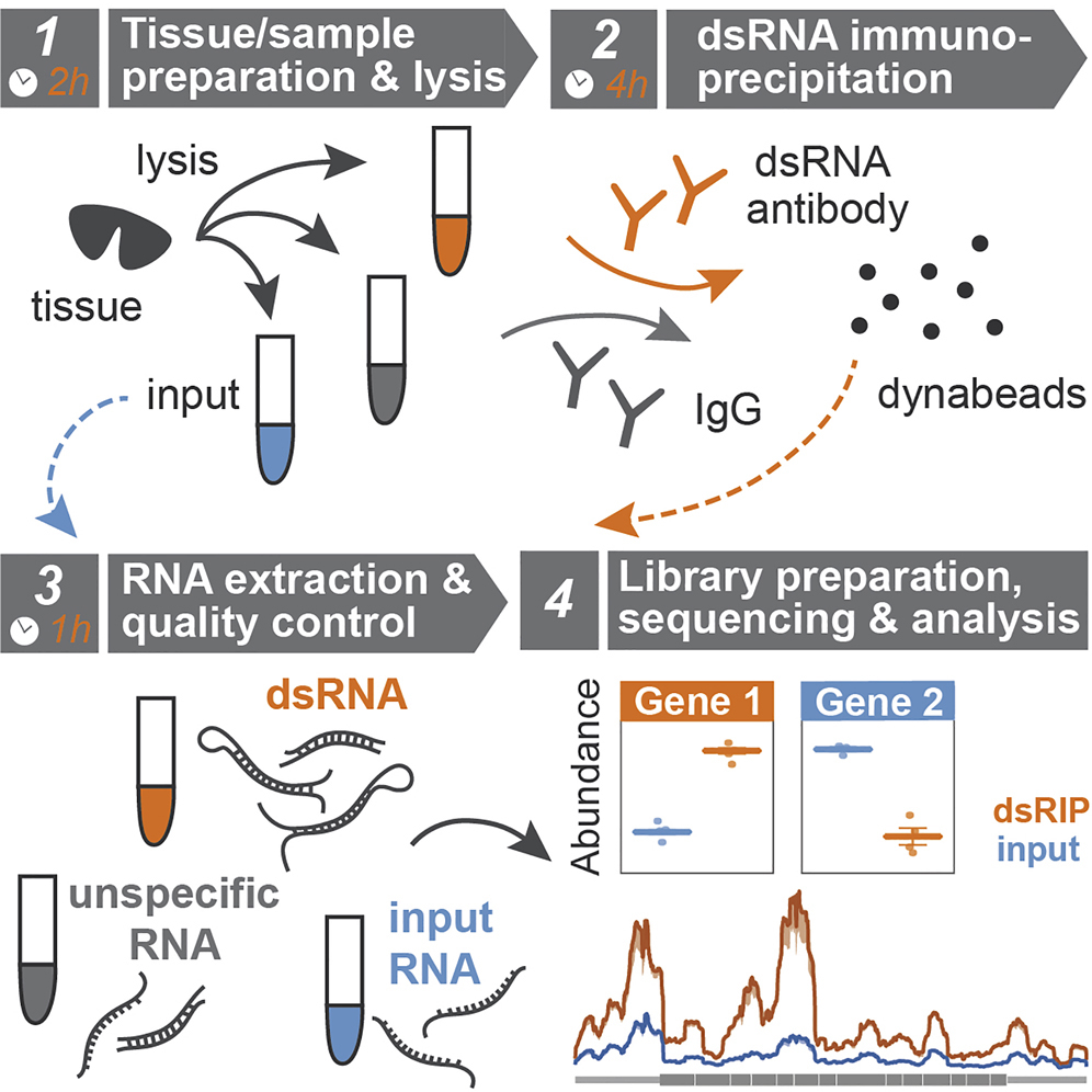 Cell Press: STAR Protocols