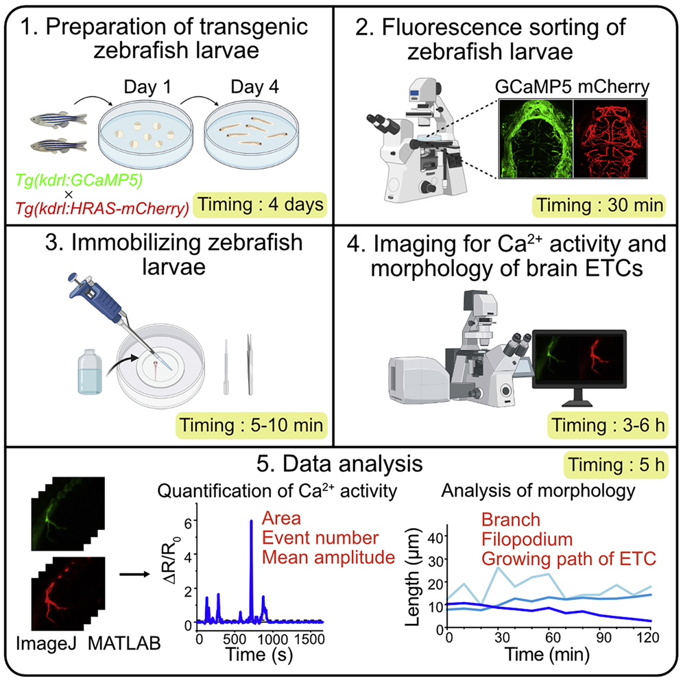 Cell Press: STAR Protocols