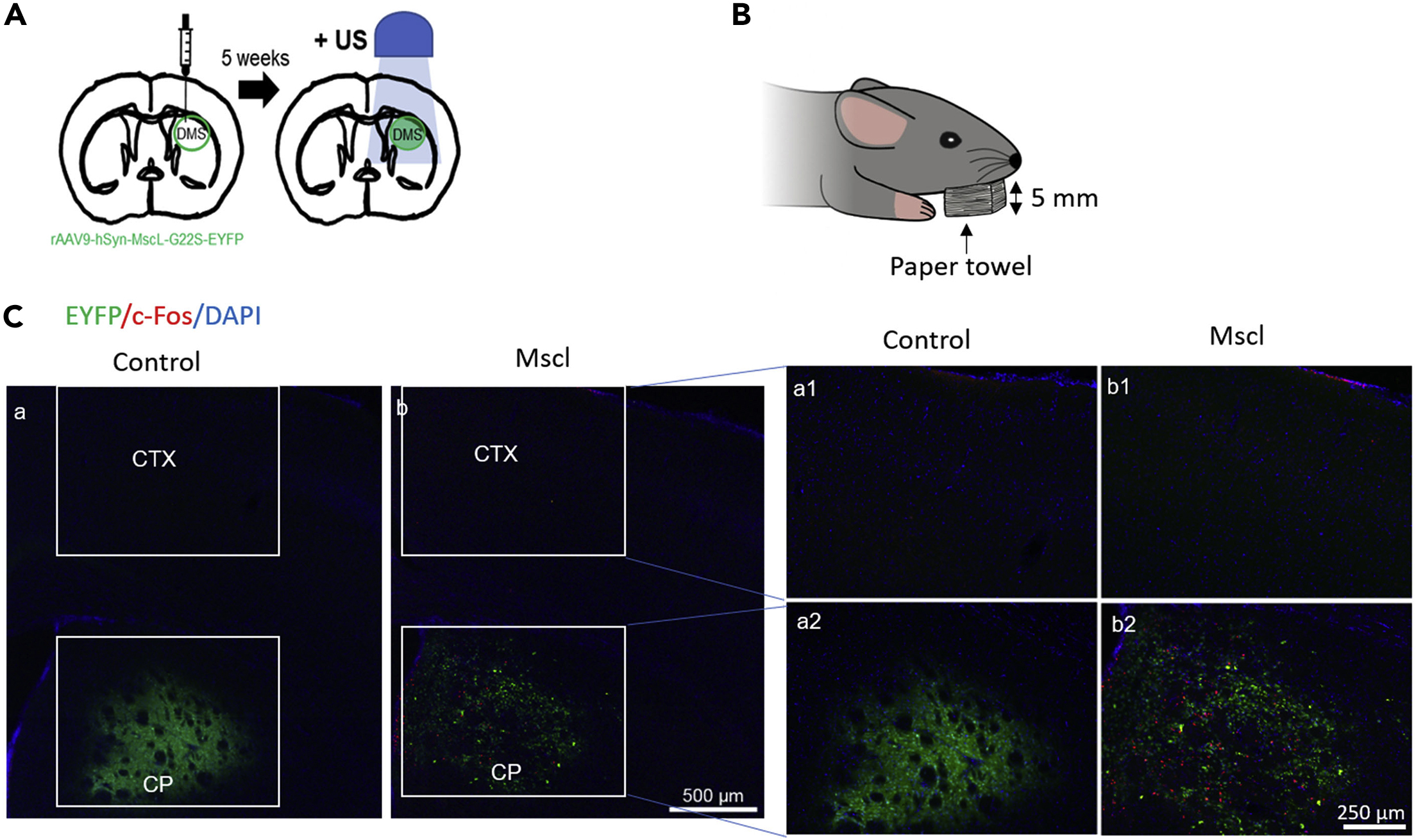 Cell Press: STAR Protocols