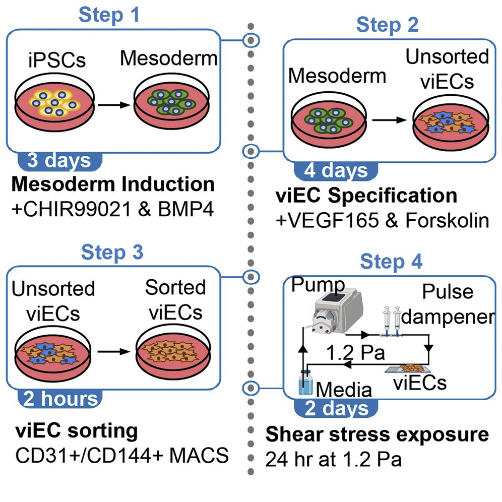 Cell Press: STAR Protocols