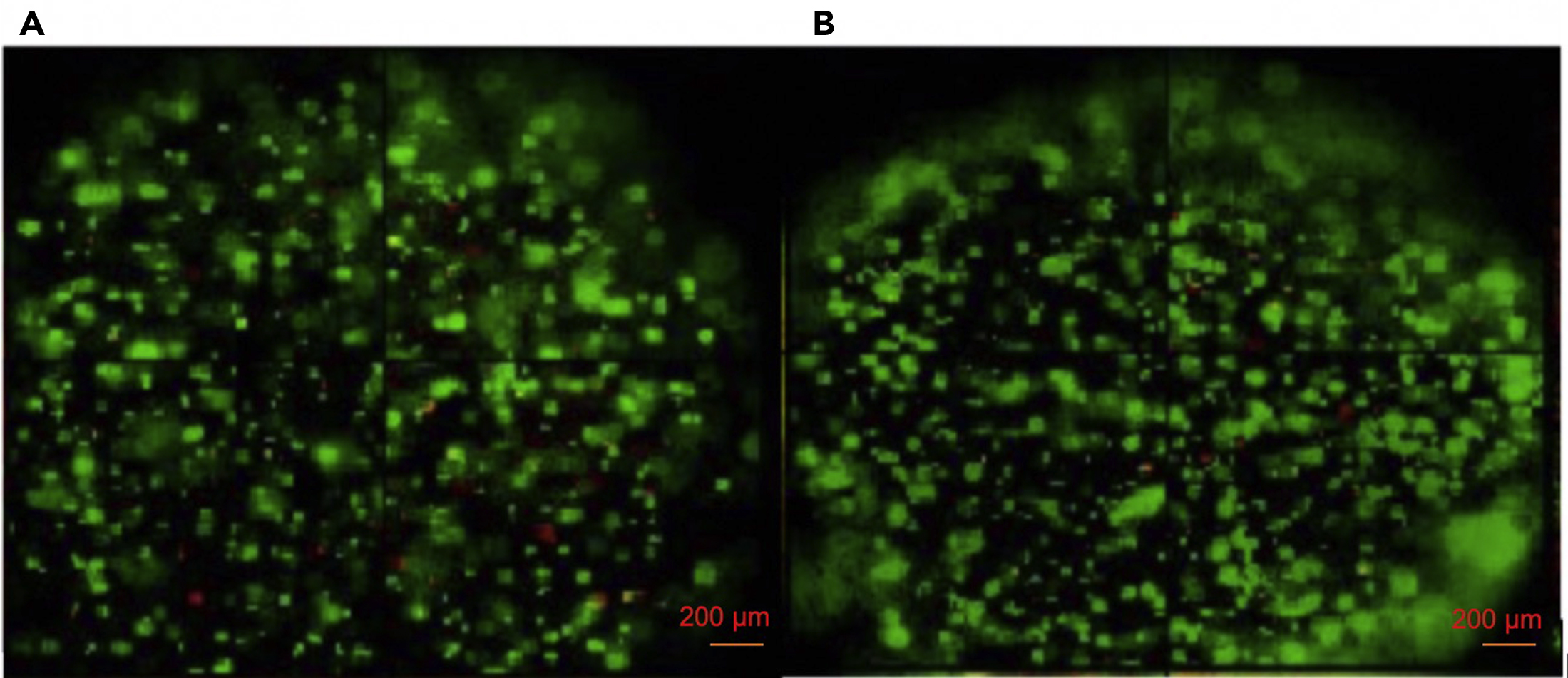 Cell Press: STAR Protocols