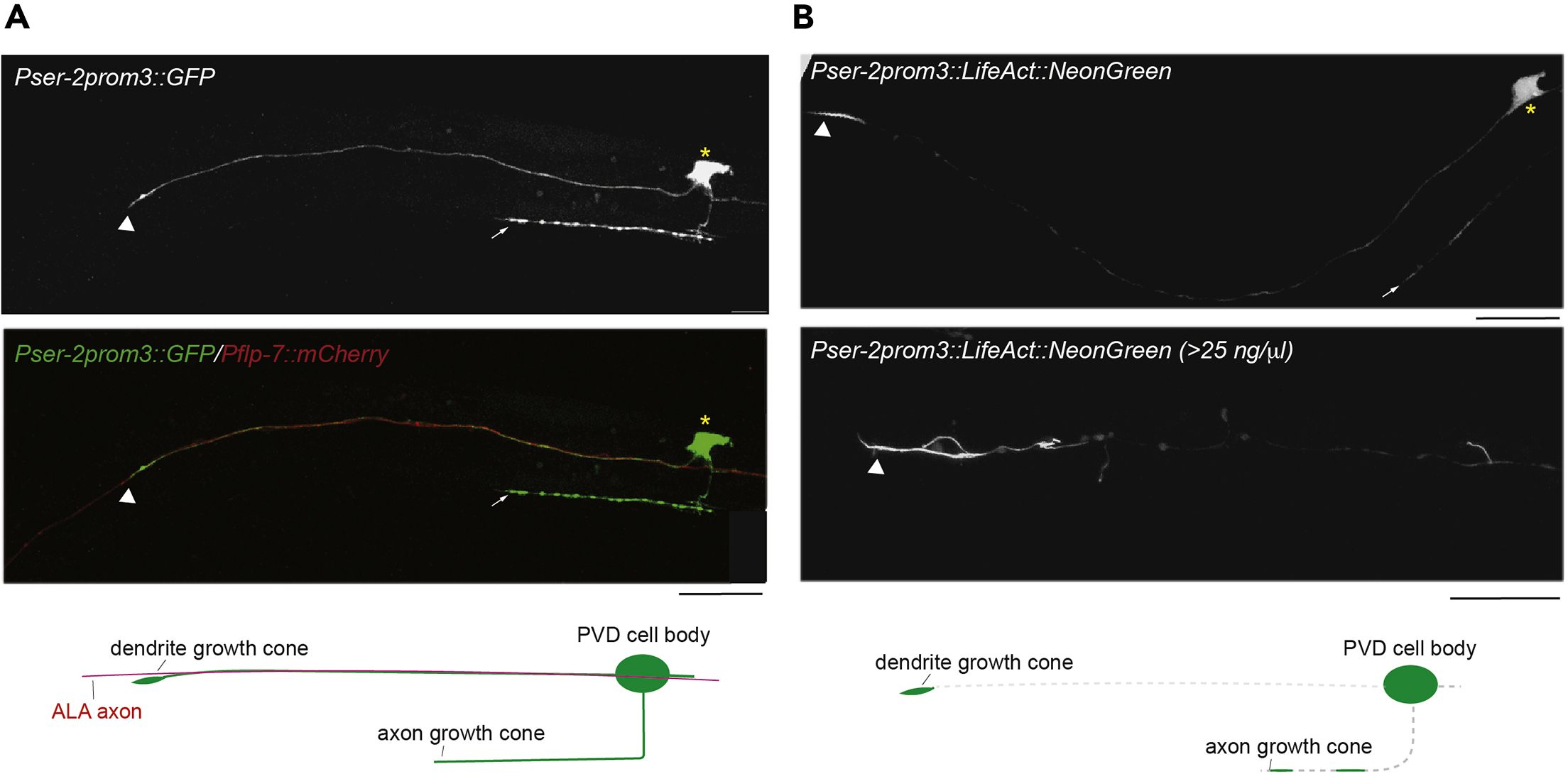 Cell Press: STAR Protocols