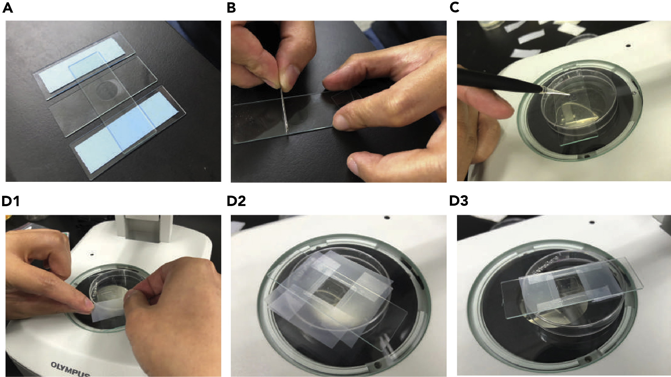 Cell Press: STAR Protocols