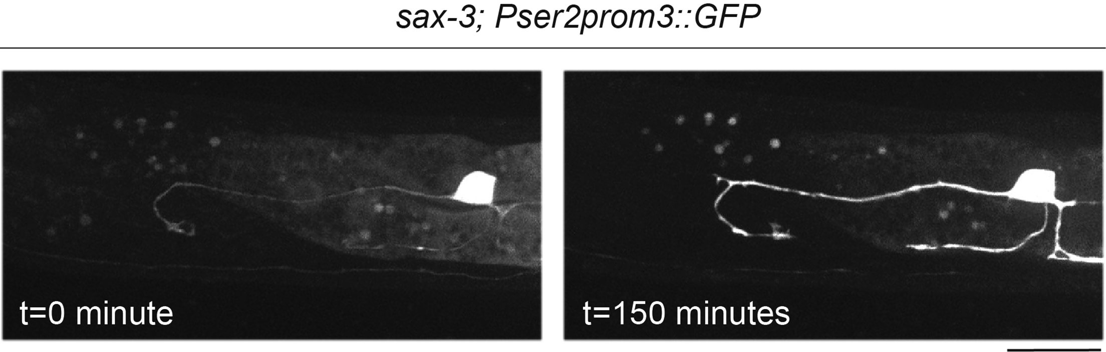 Cell Press: STAR Protocols