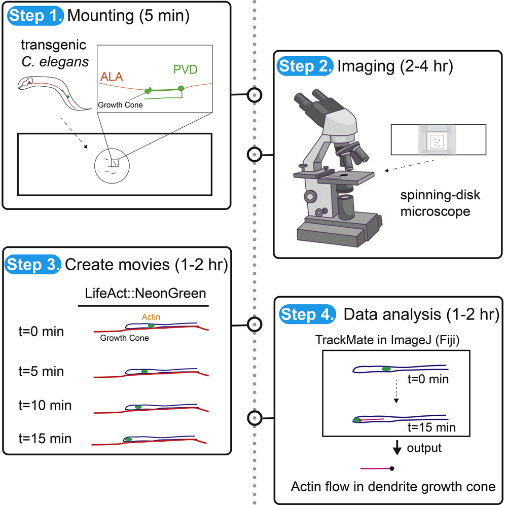 Cell Press: STAR Protocols