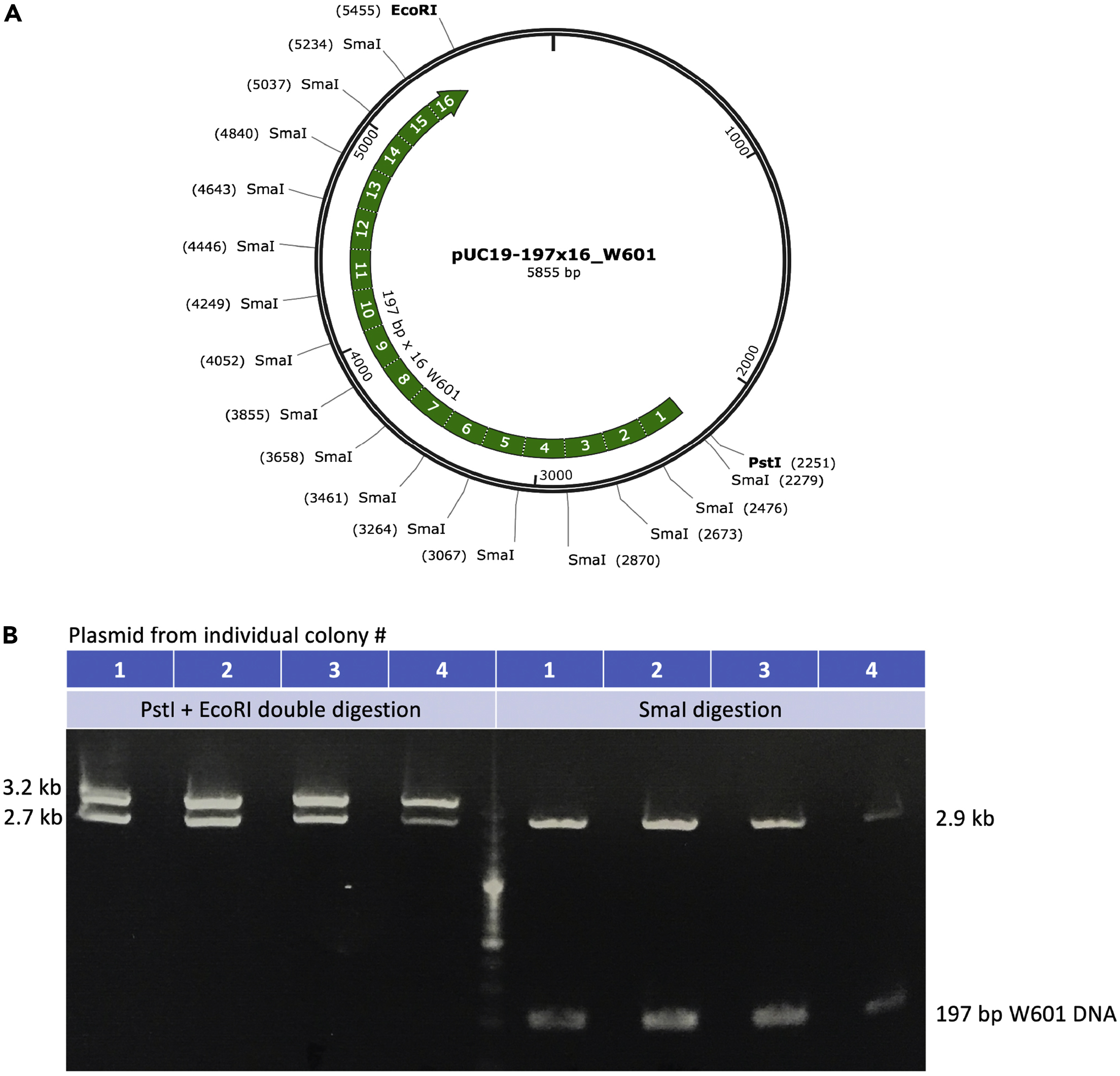 Cell Press: STAR Protocols
