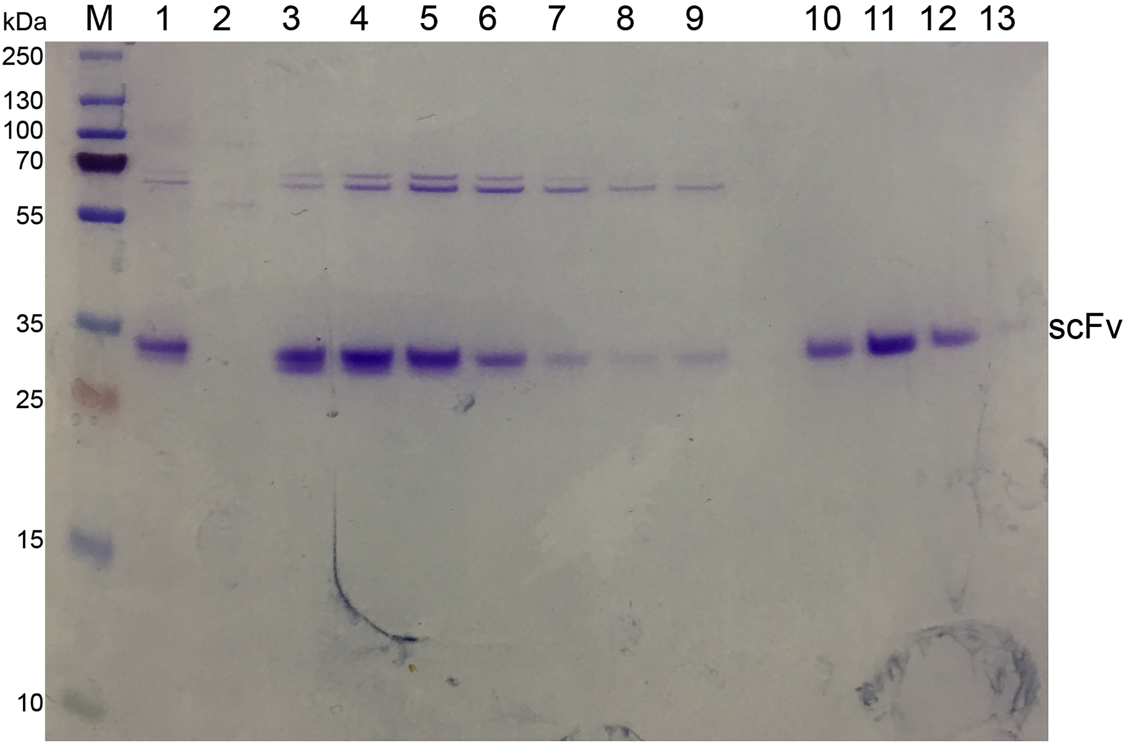 Cell Press: STAR Protocols
