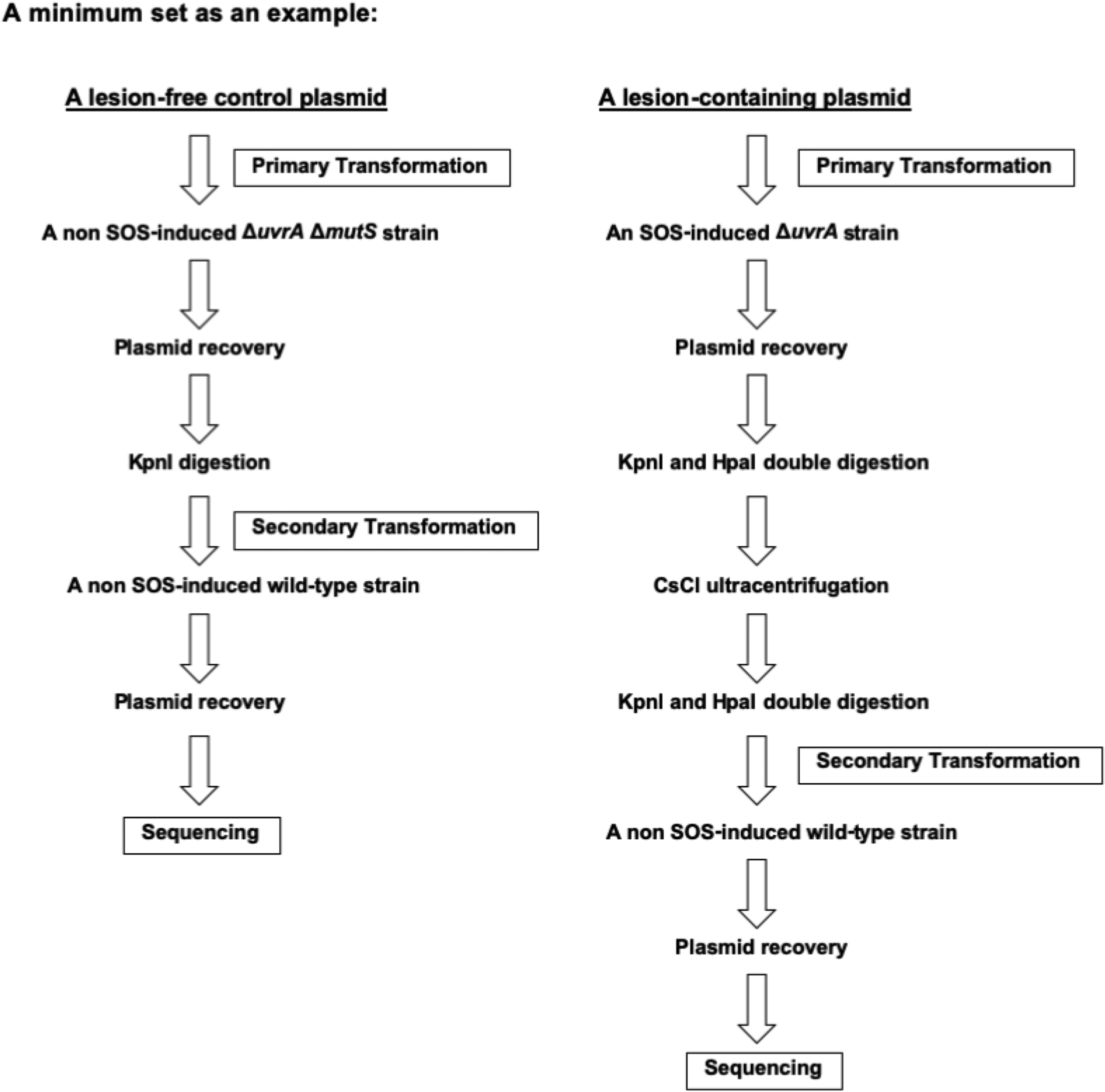 Cell Press: STAR Protocols