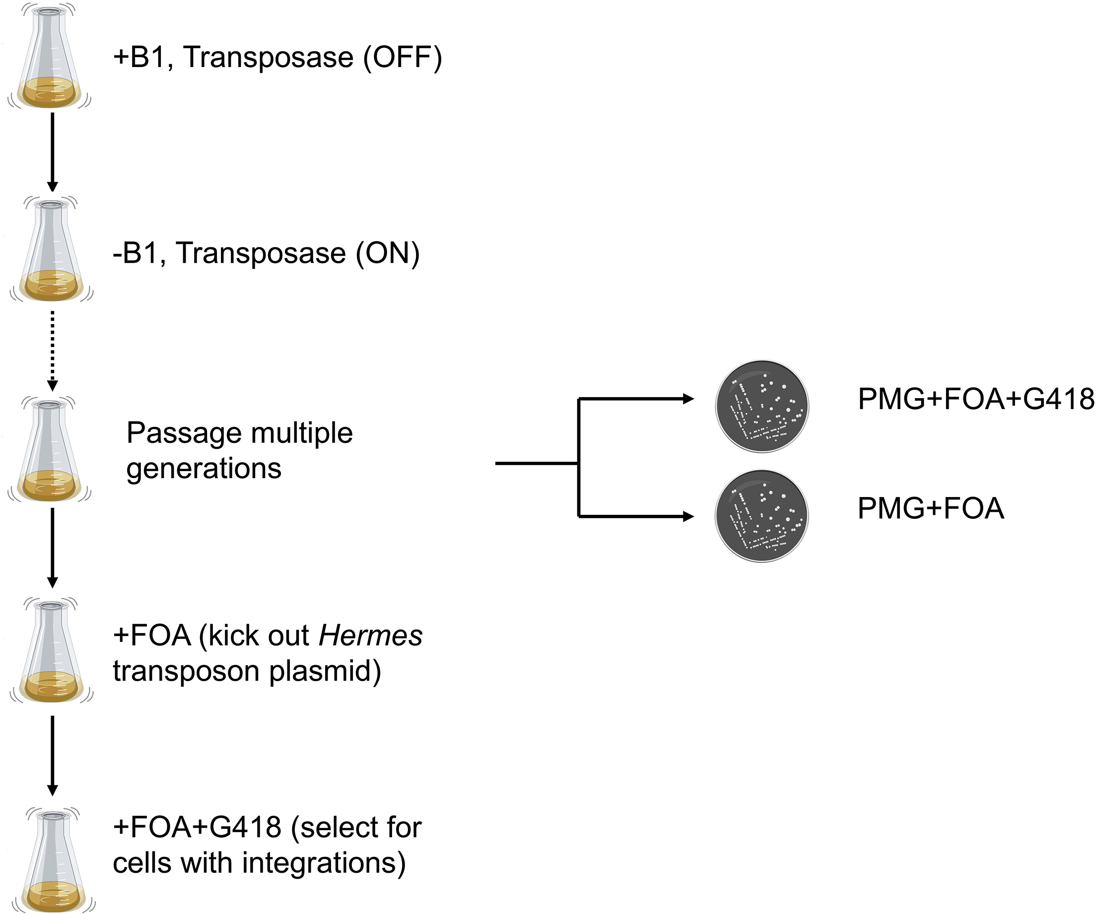 Cell Press: STAR Protocols