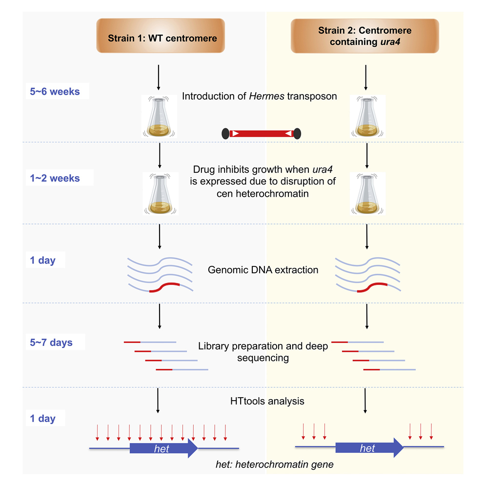 Cell Press: STAR Protocols