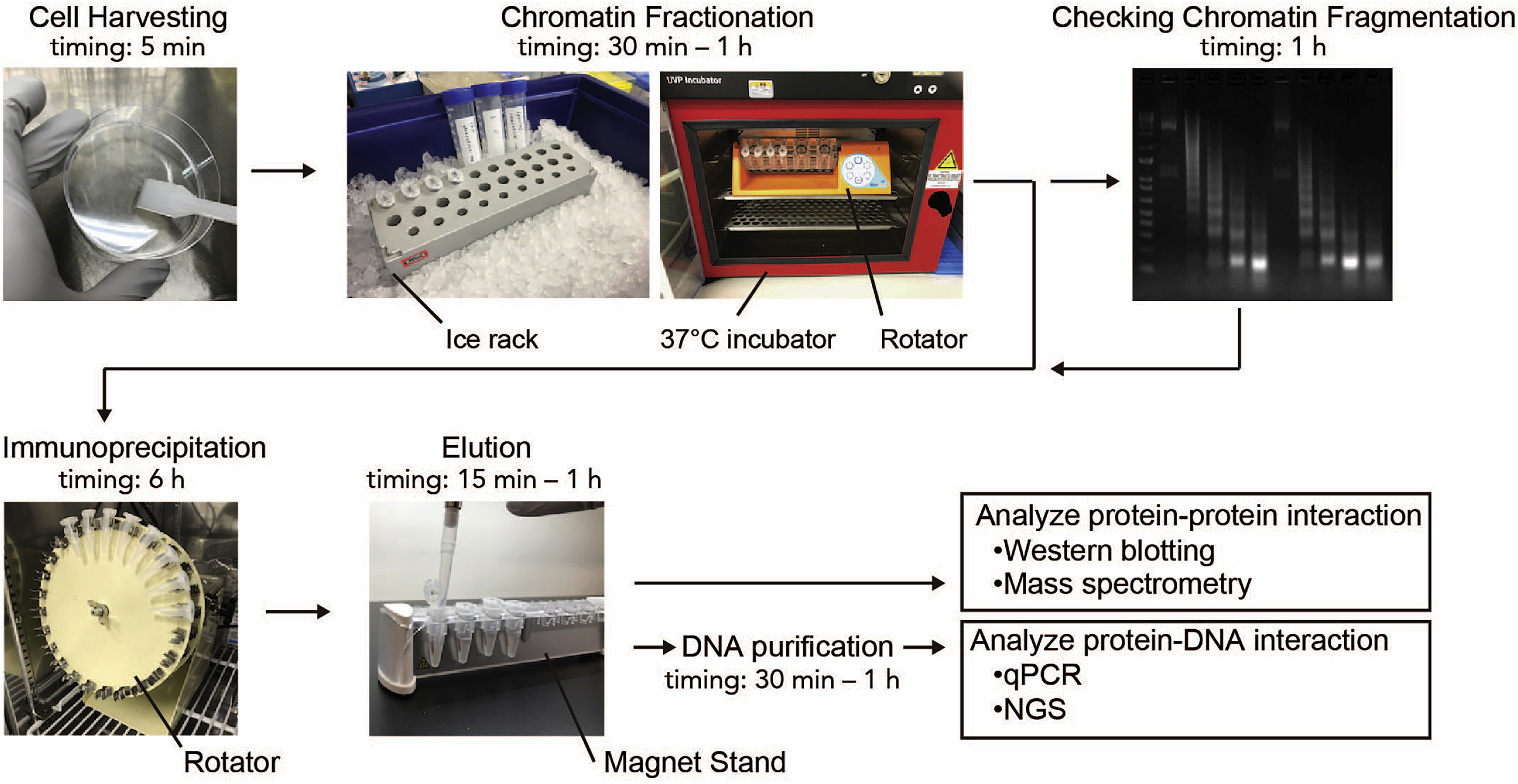 Cell Press: STAR Protocols