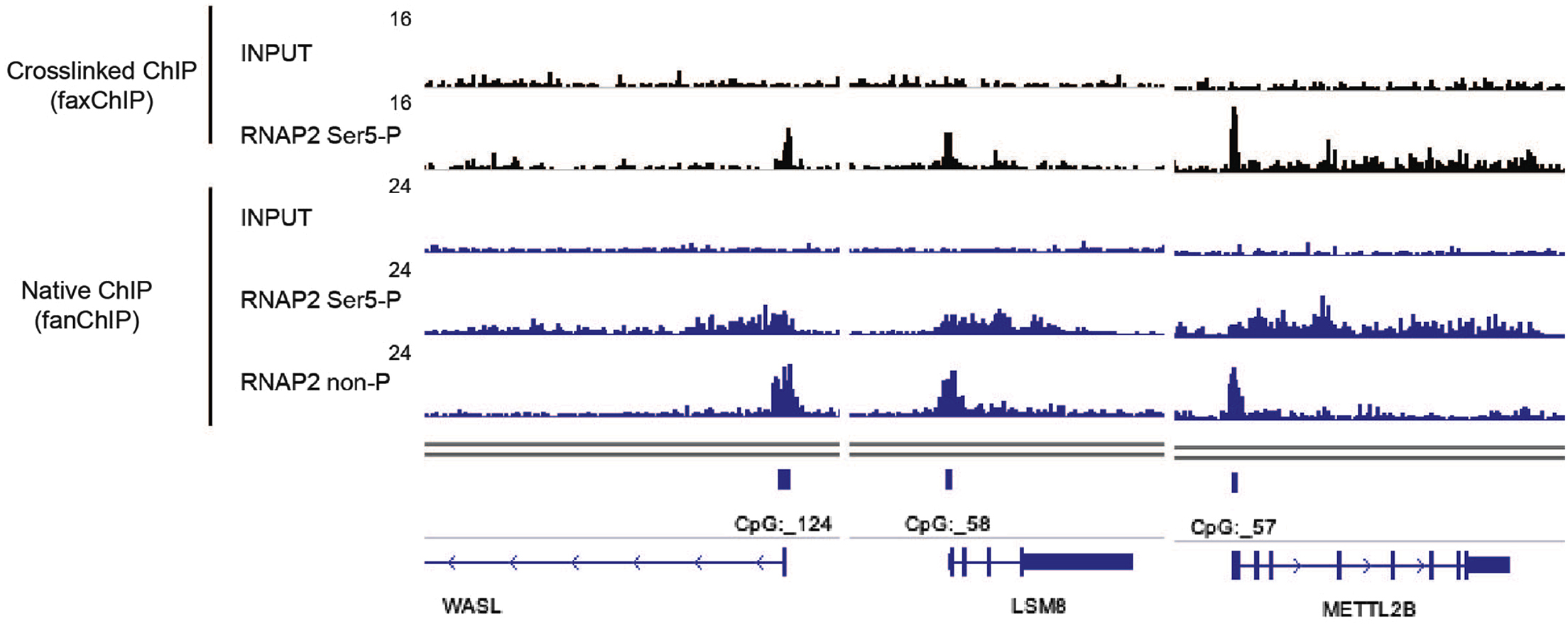 Cell Press: STAR Protocols