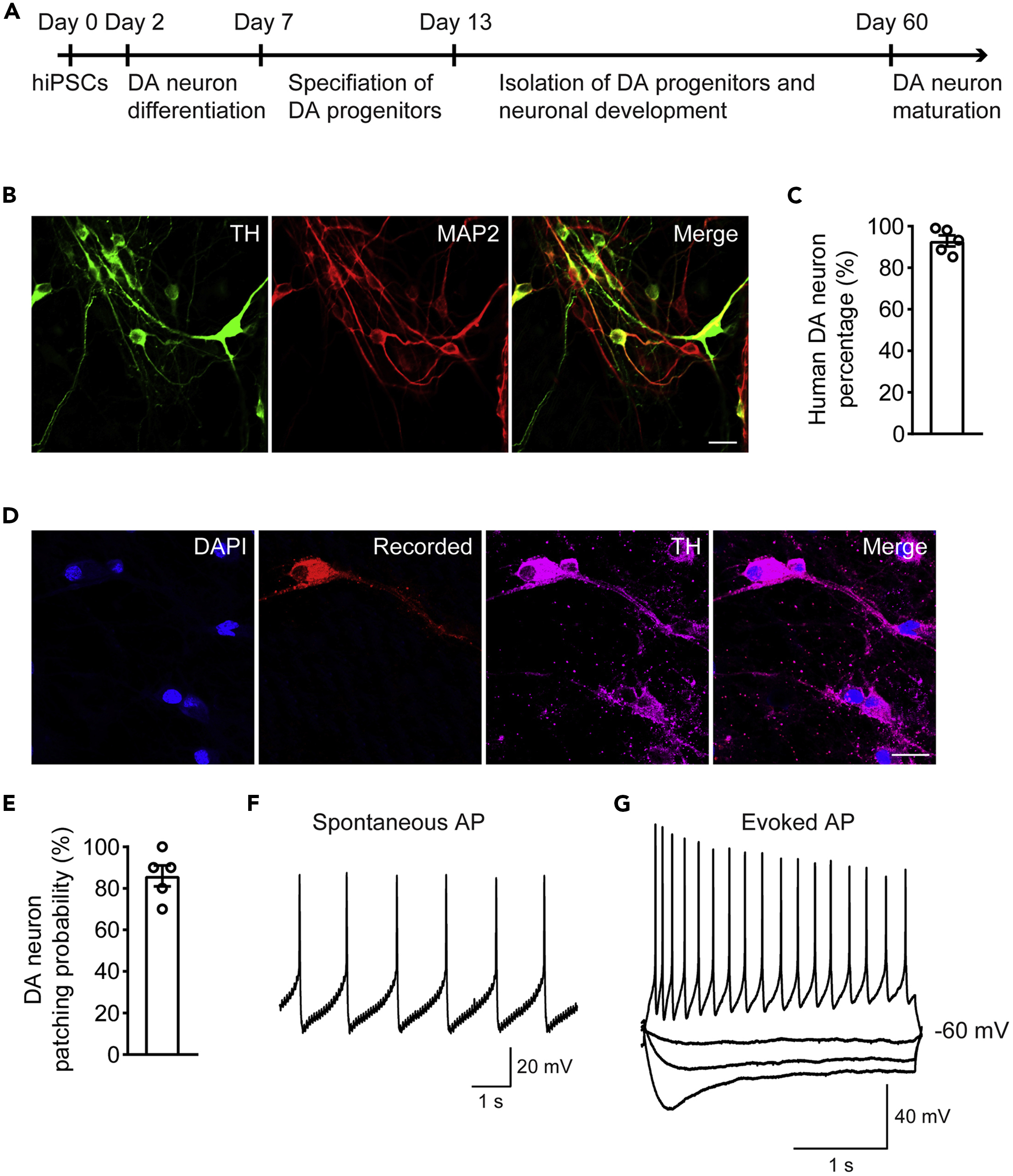 Cell Press: STAR Protocols
