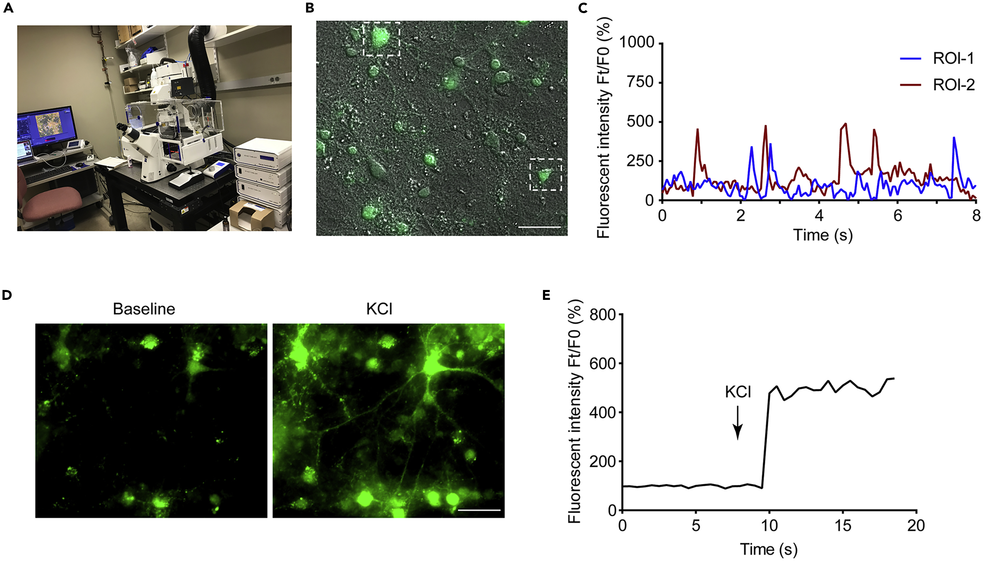 High-throughput-compatible Assays Using A, 58% OFF