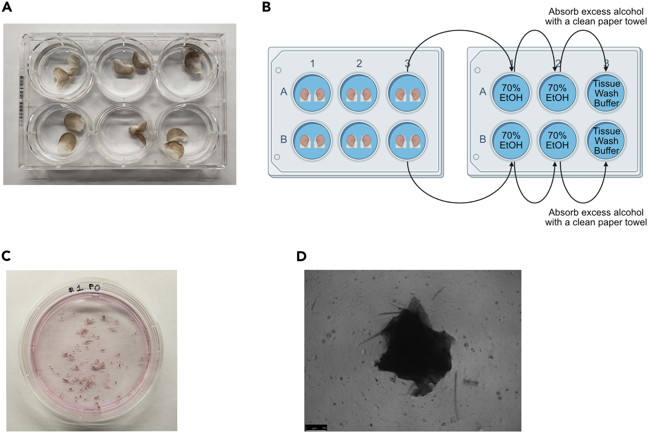 Cell Press: STAR Protocols