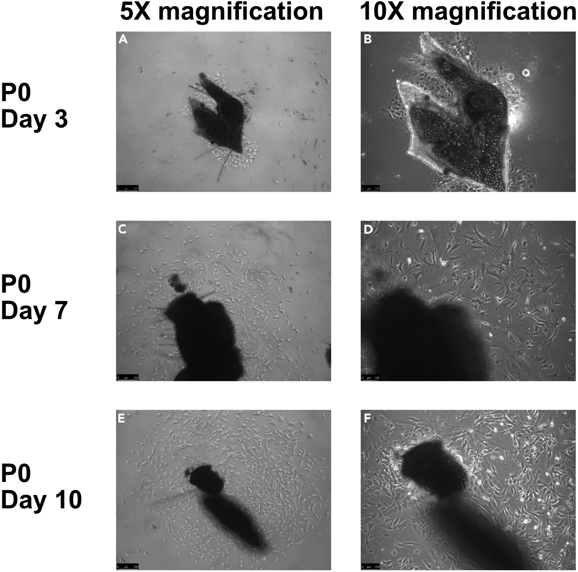 Cell Press: STAR Protocols