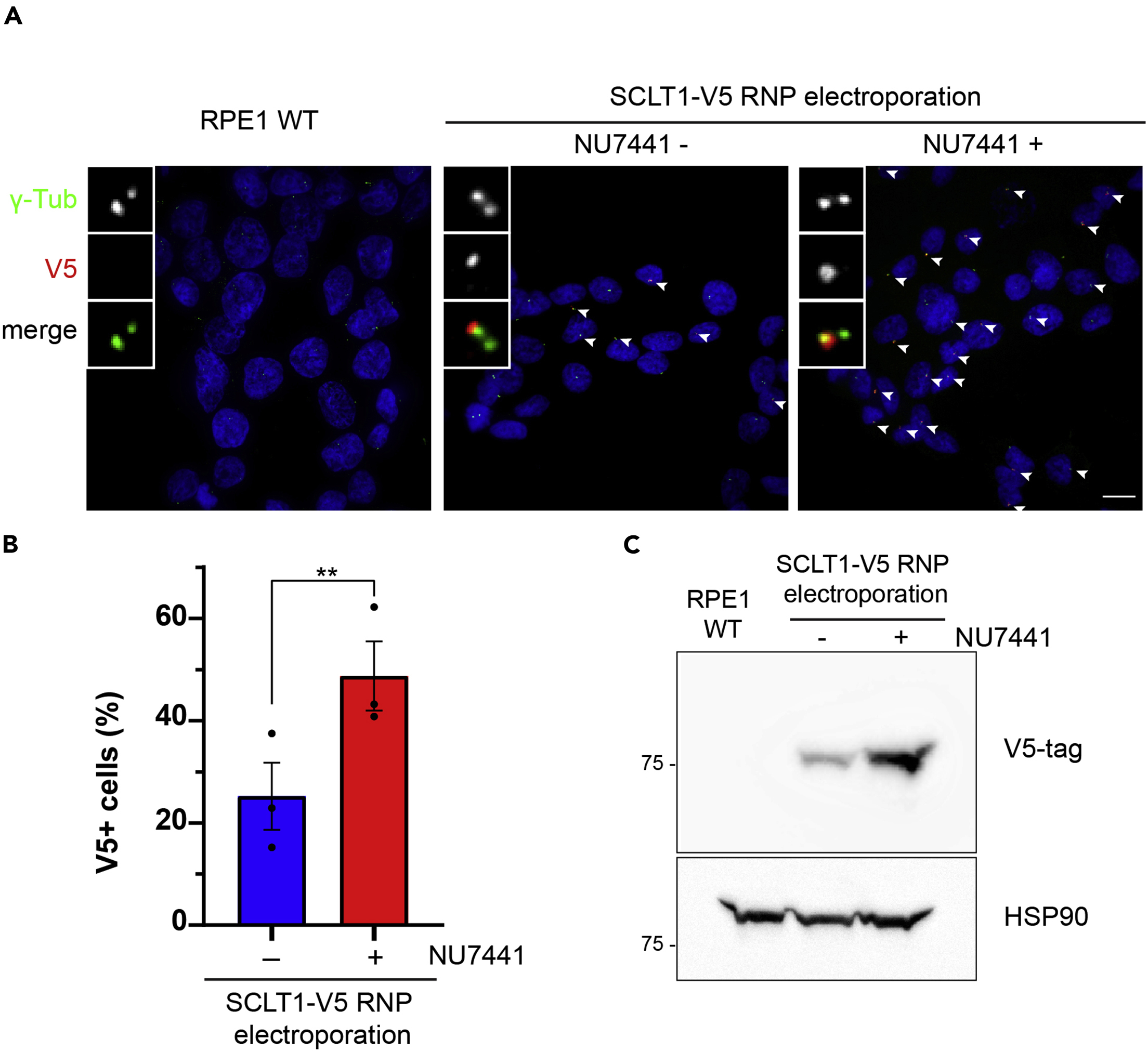 Cell Press: STAR Protocols