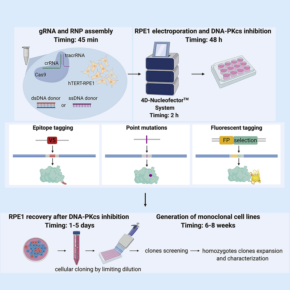 Cell Press: STAR Protocols