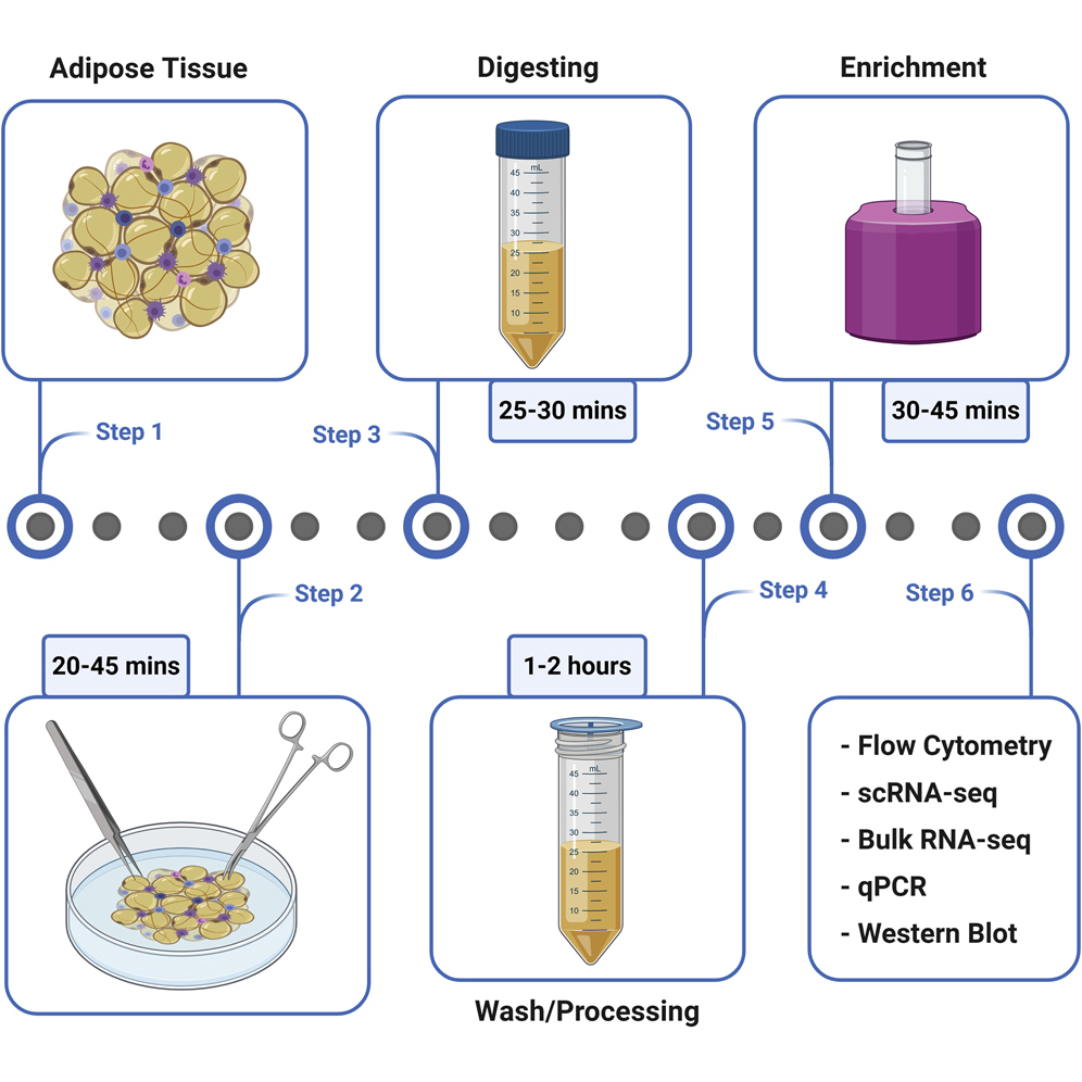 Cell Press: STAR Protocols