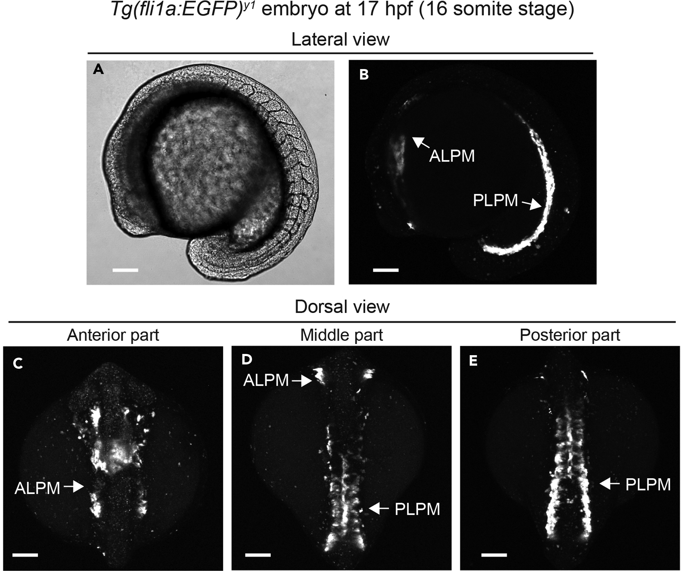 Cell Press: STAR Protocols